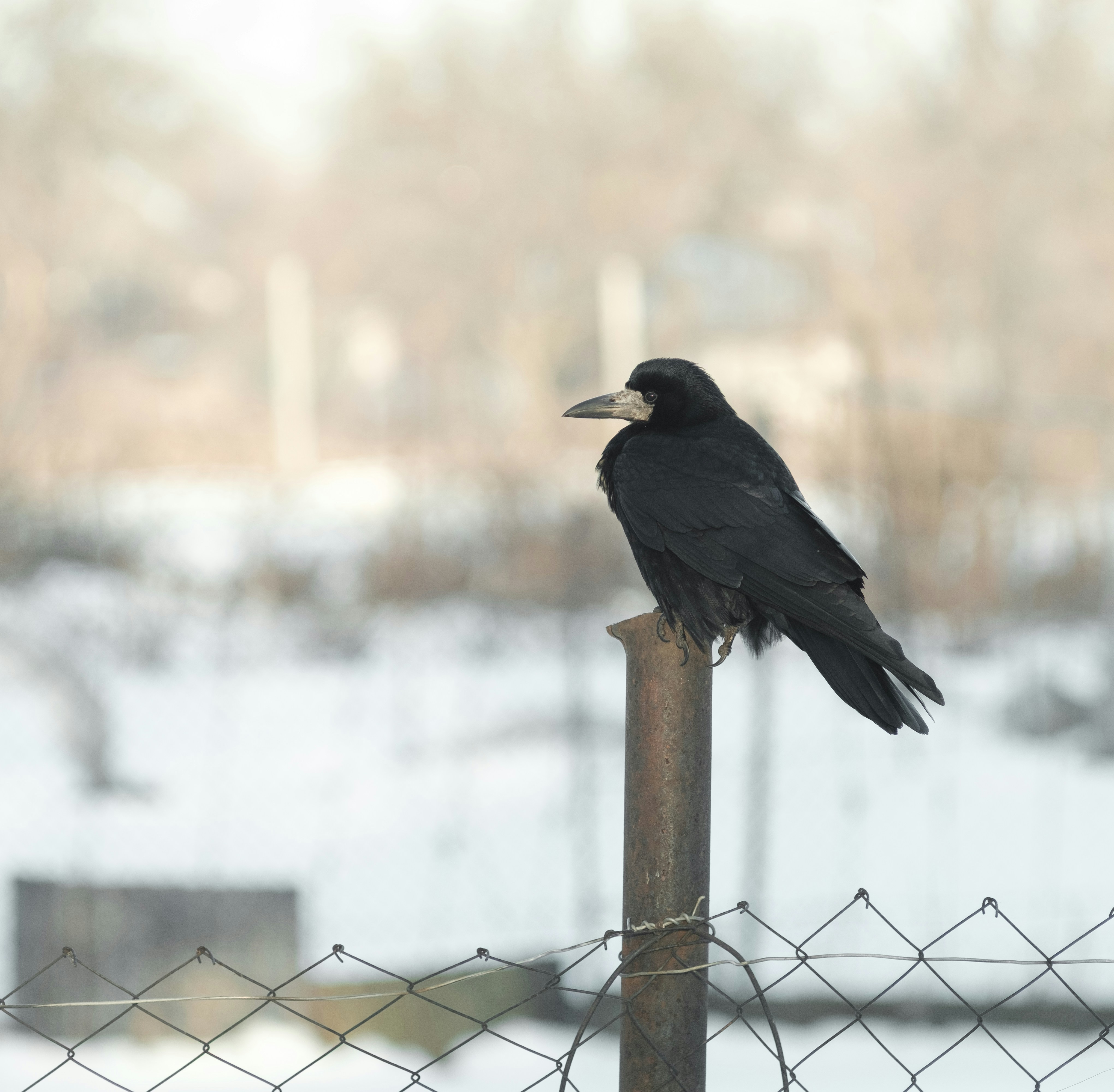 Raven Perched on a Weathered Fence Post Amid Snow-Dusted Fields