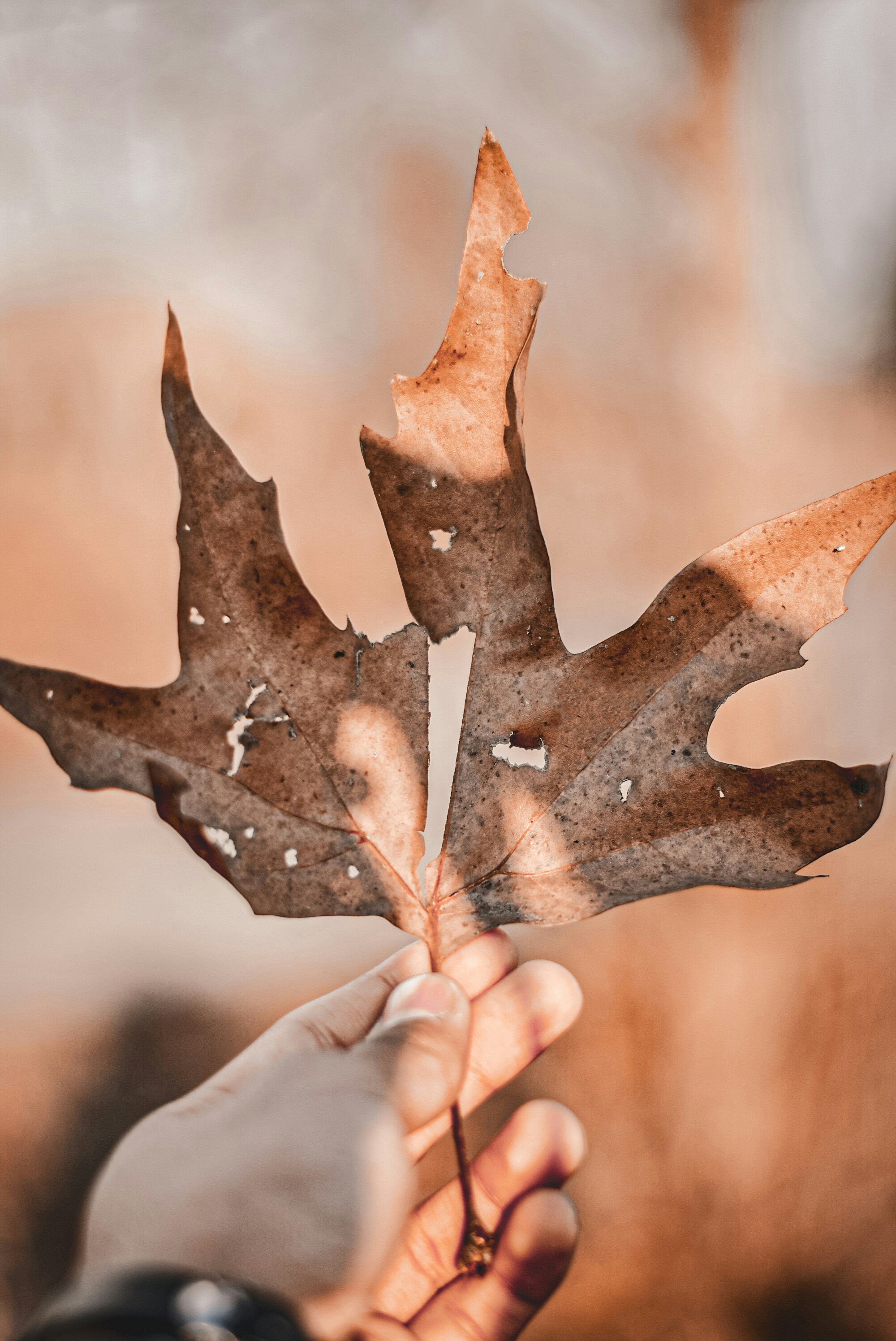 Gentle Grip on a Weathered Maple Leaf in Soft Autumn Light