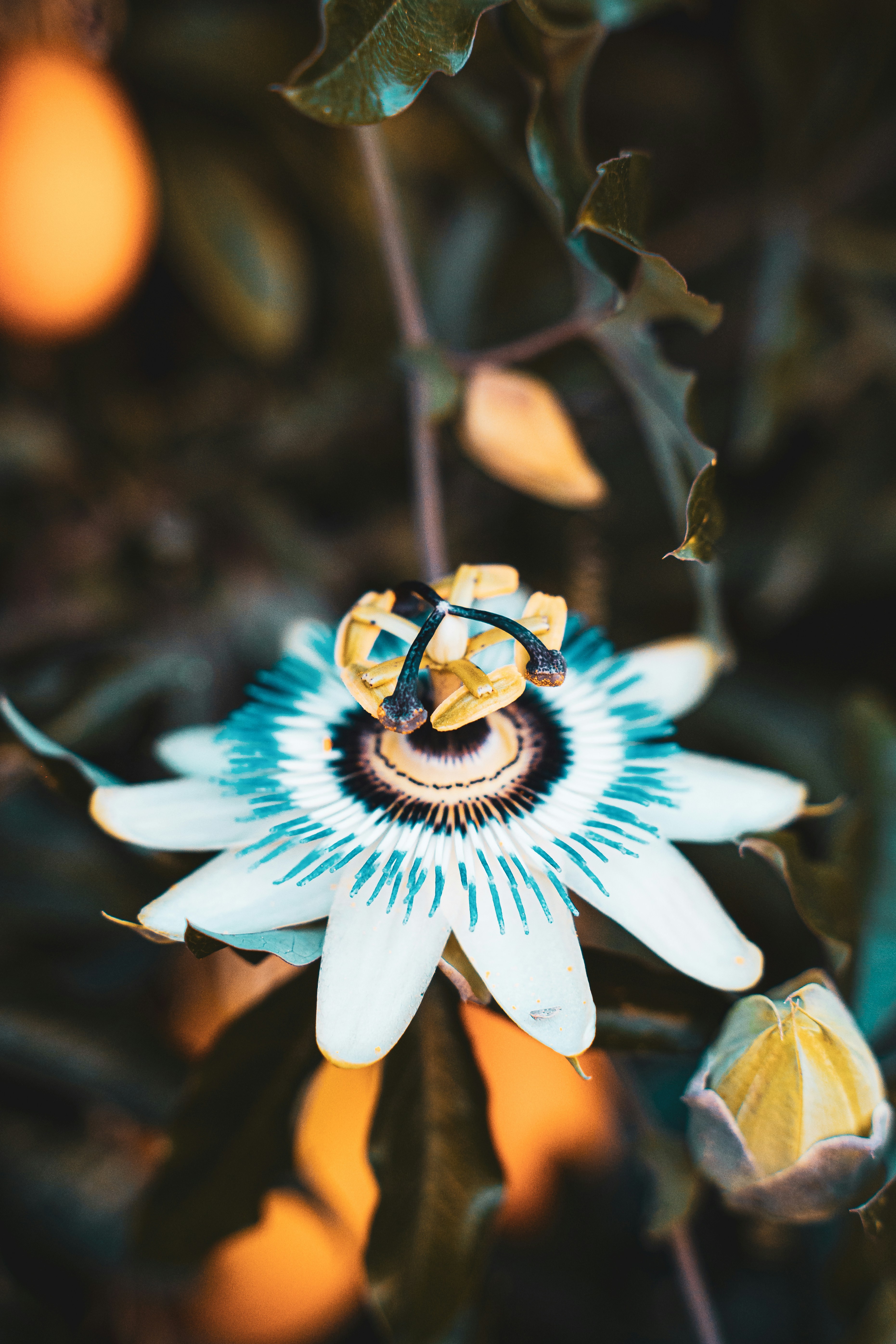 Close-up of a passion flower showcasing its unique structure and vibrant colors against a blurred background.