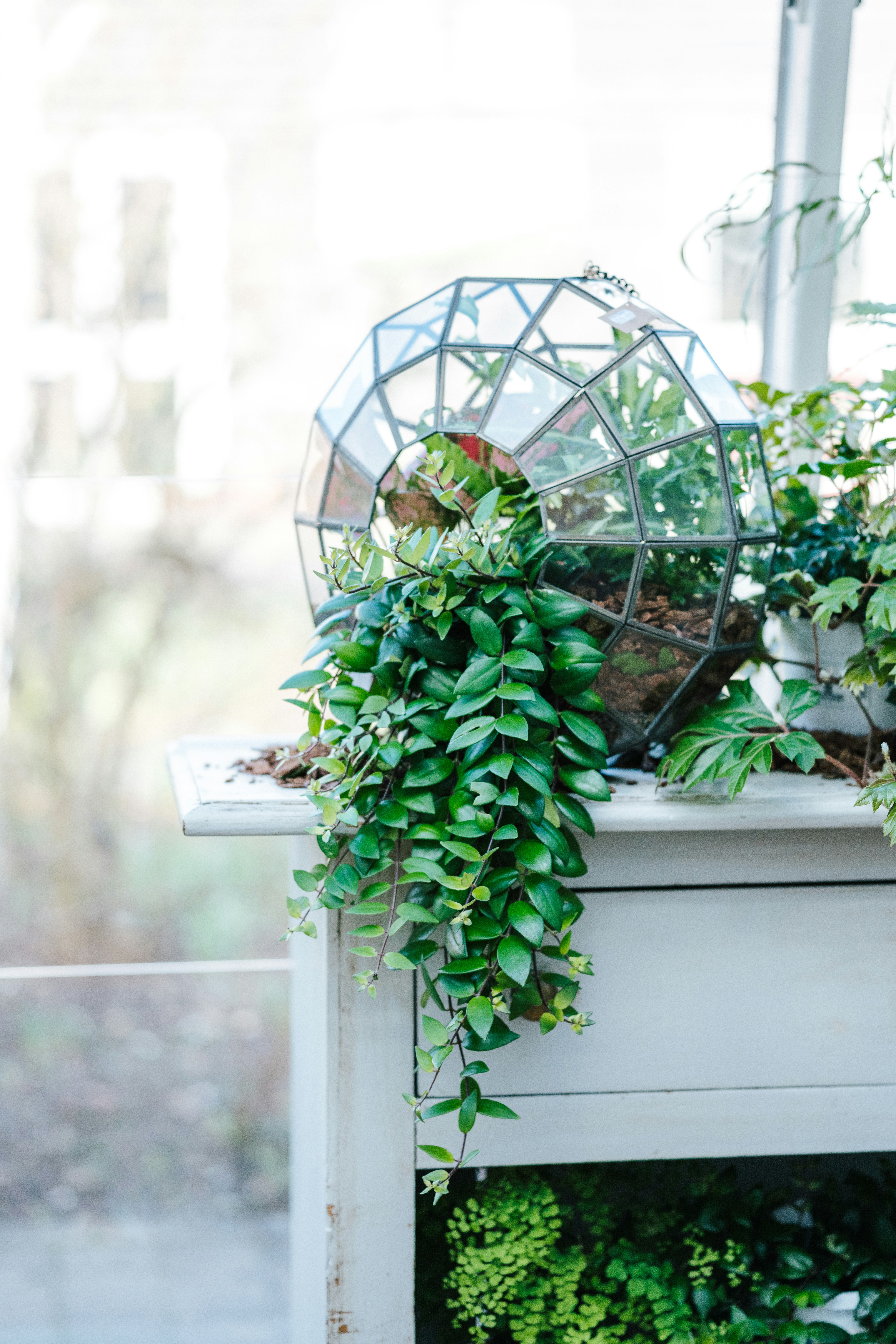 Prism of Green: A Geodesic Terrarium Cascading with Vines on a Sunlit Planter