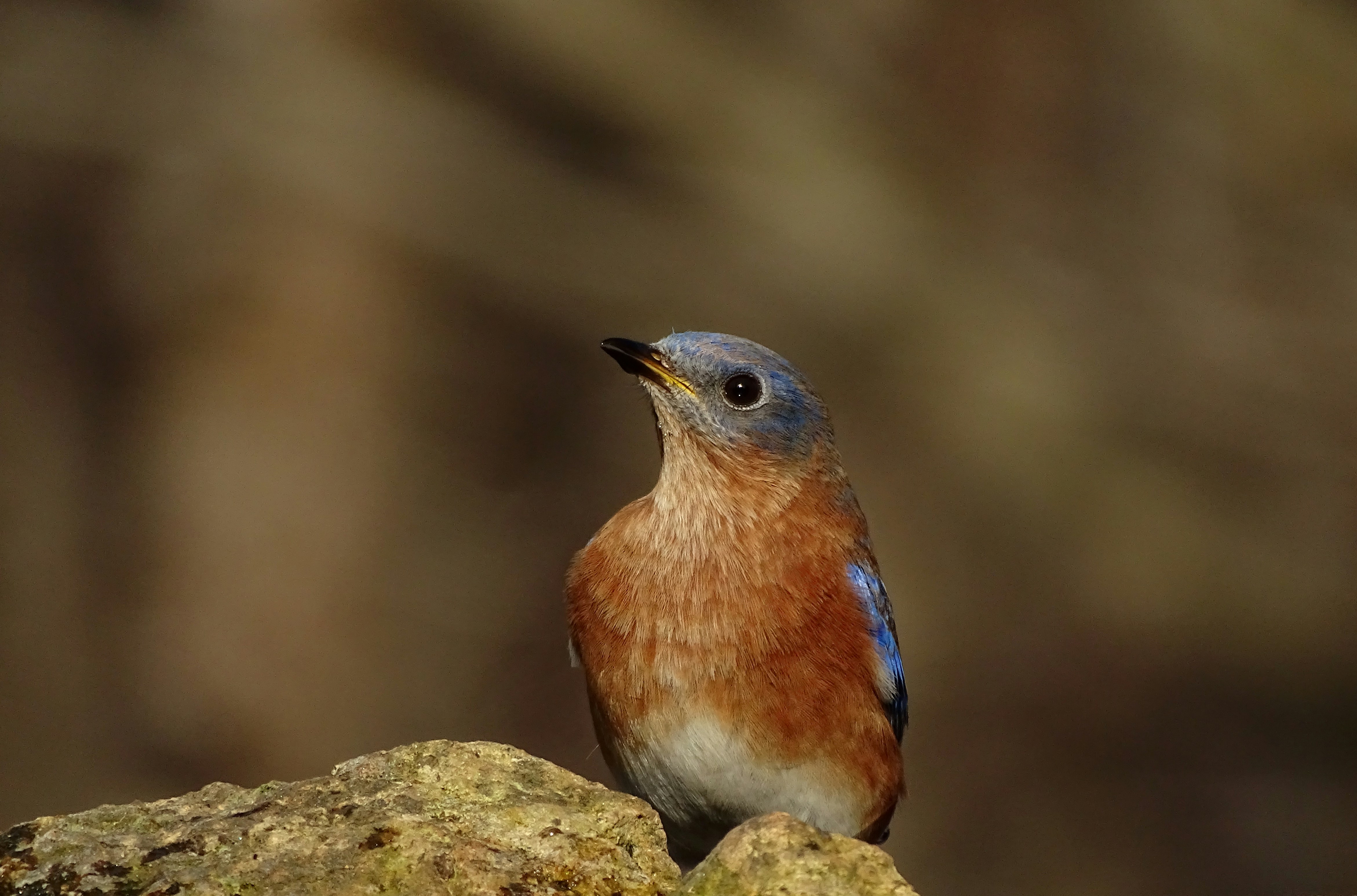 Bluebird Pictures | Download Free Images on Unsplash