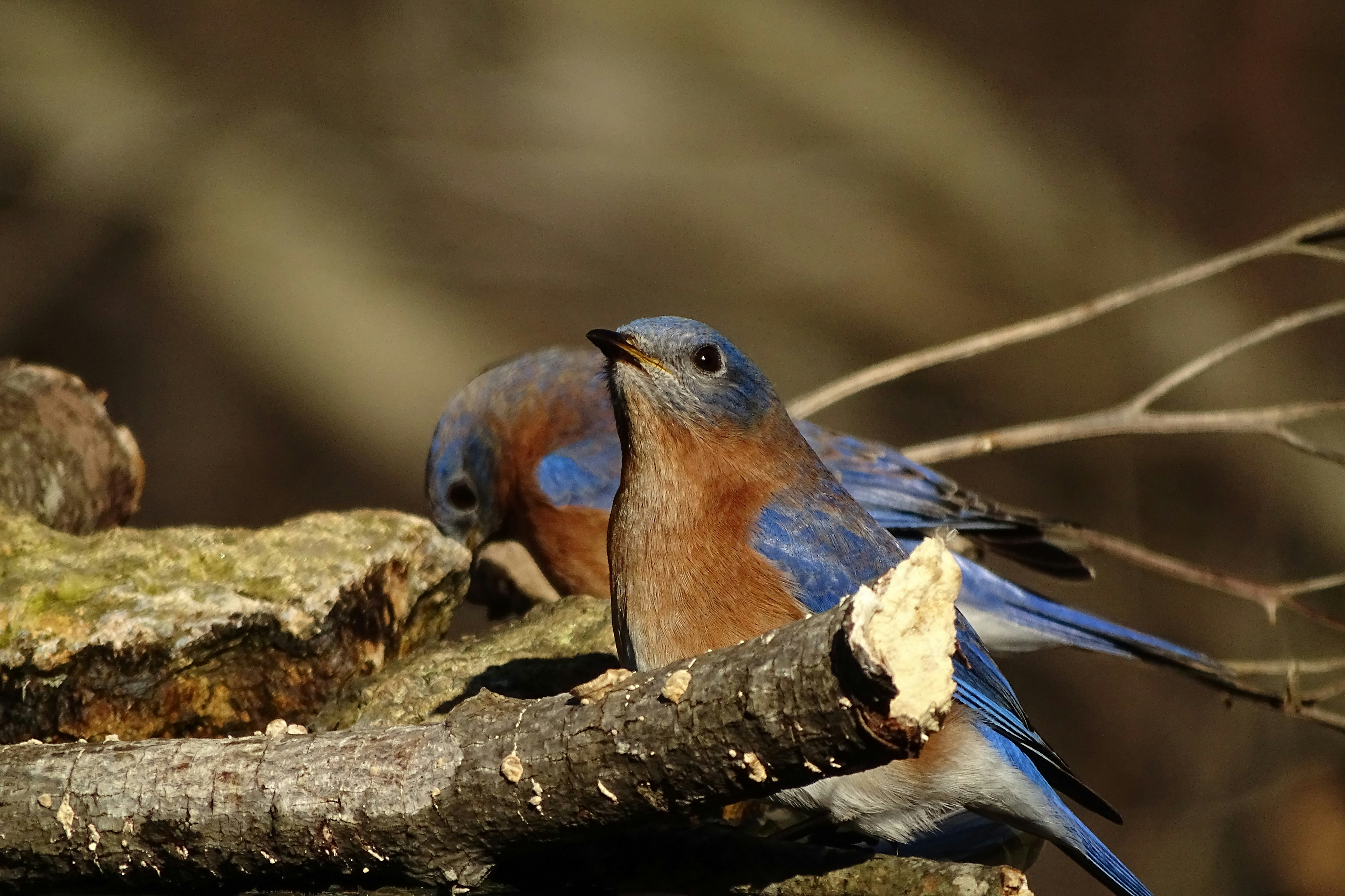 Dawn Chorus on a Mossy Branch: Bluebirds in Sunlit Detail