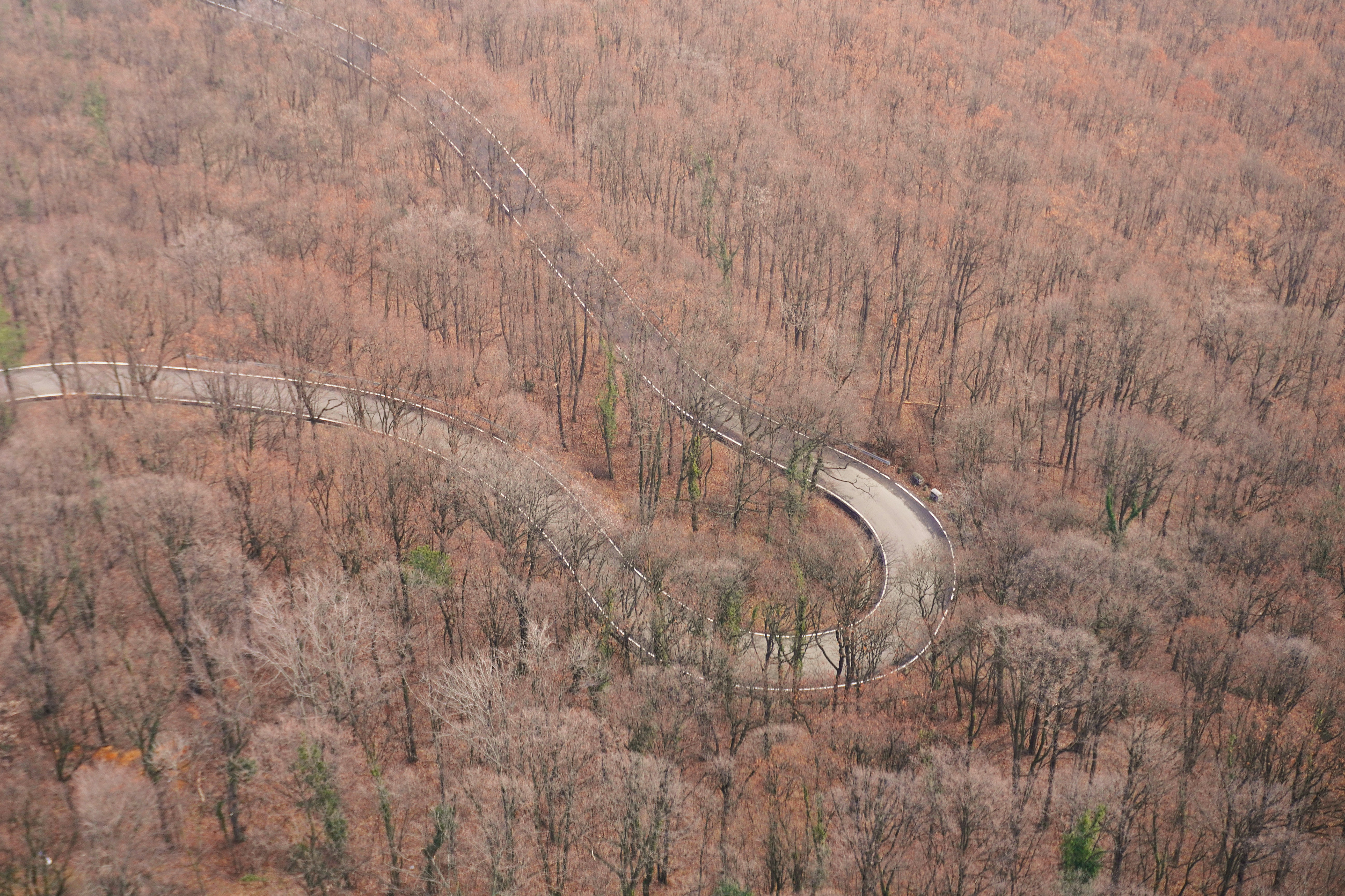Serpentine Road Winding Through a Quiet Autumn Forest