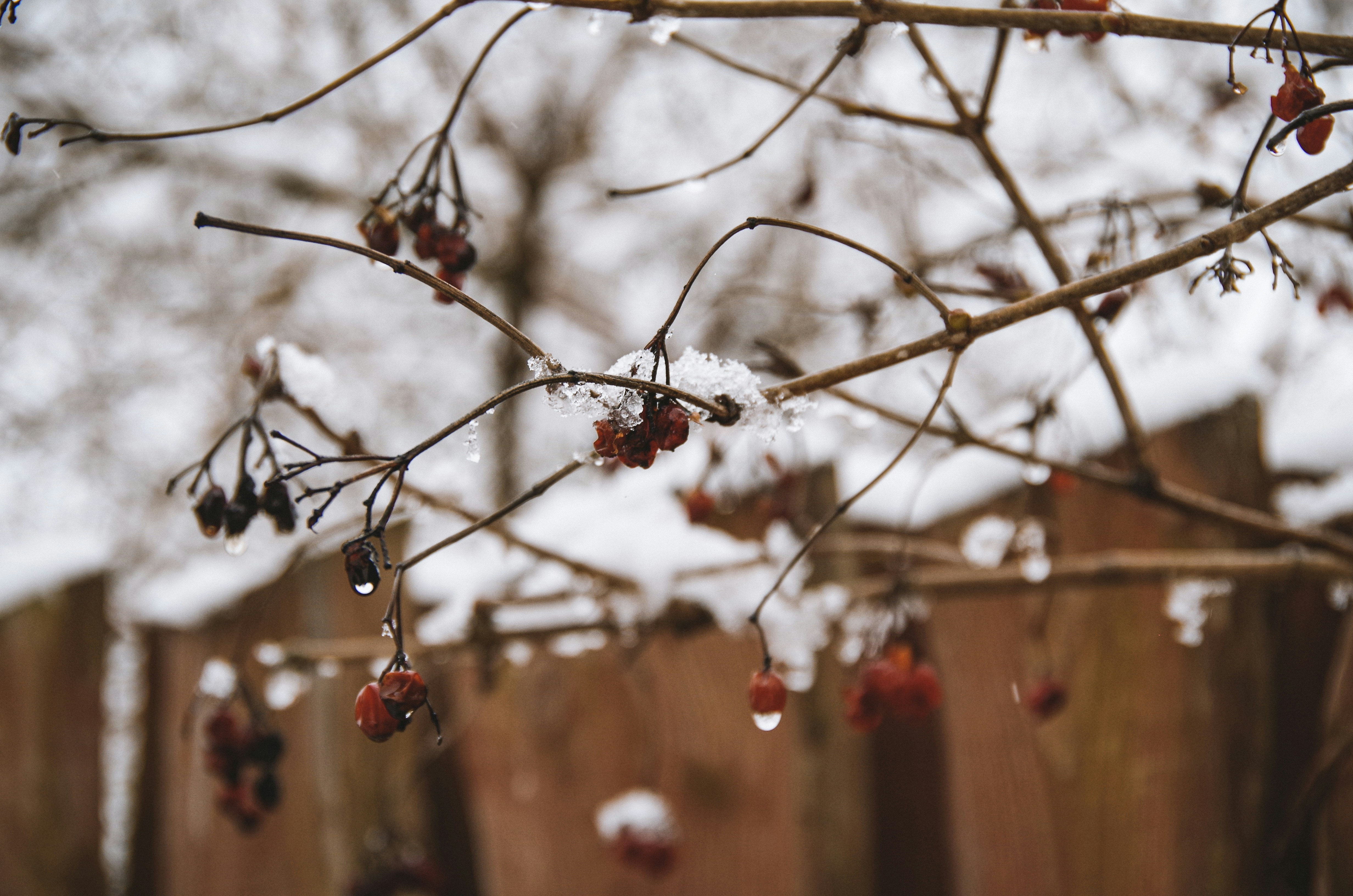 Snow-Kissed Berries in Quiet Focus