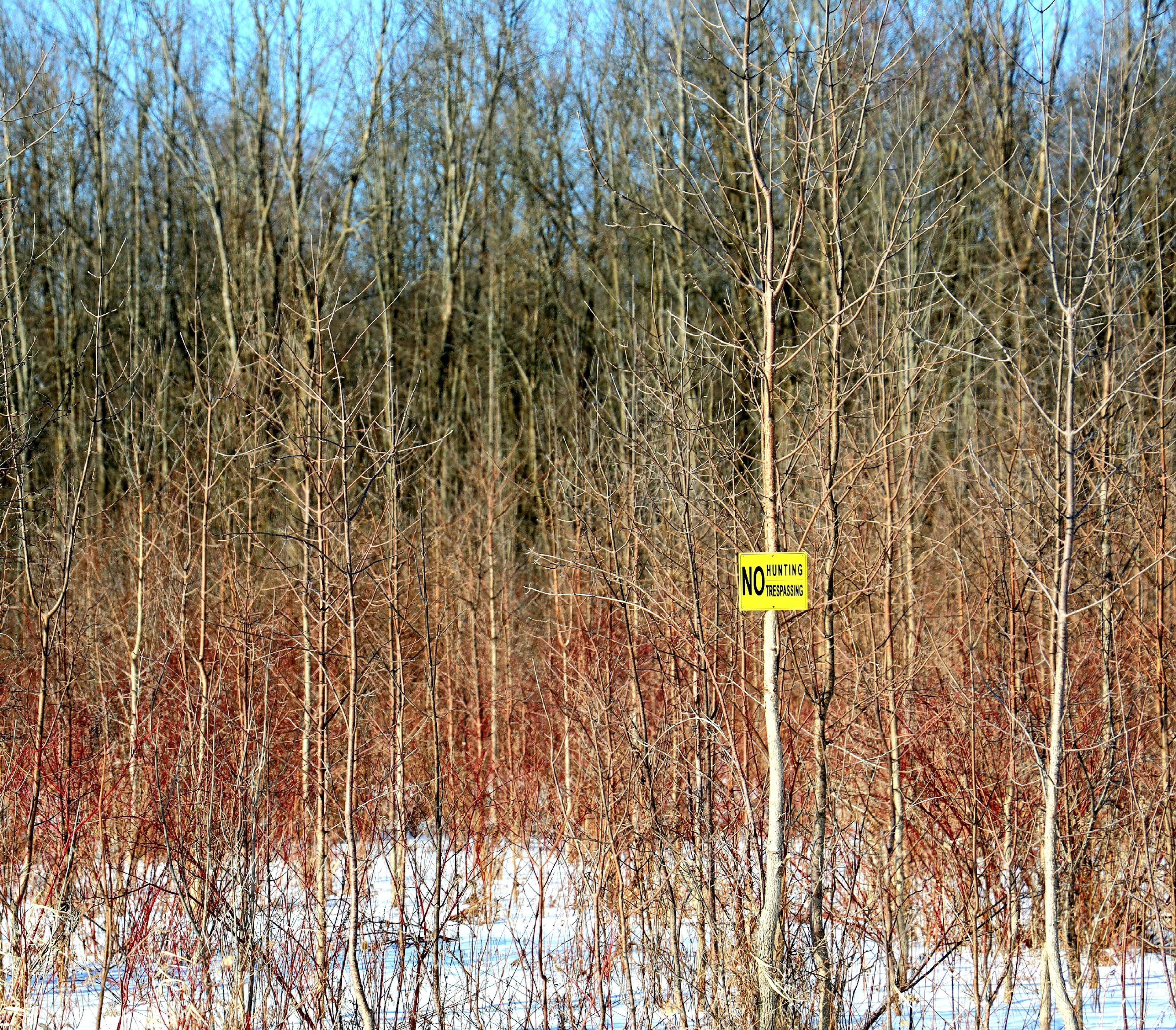 No Trespassing in a Winter Birch Thicket