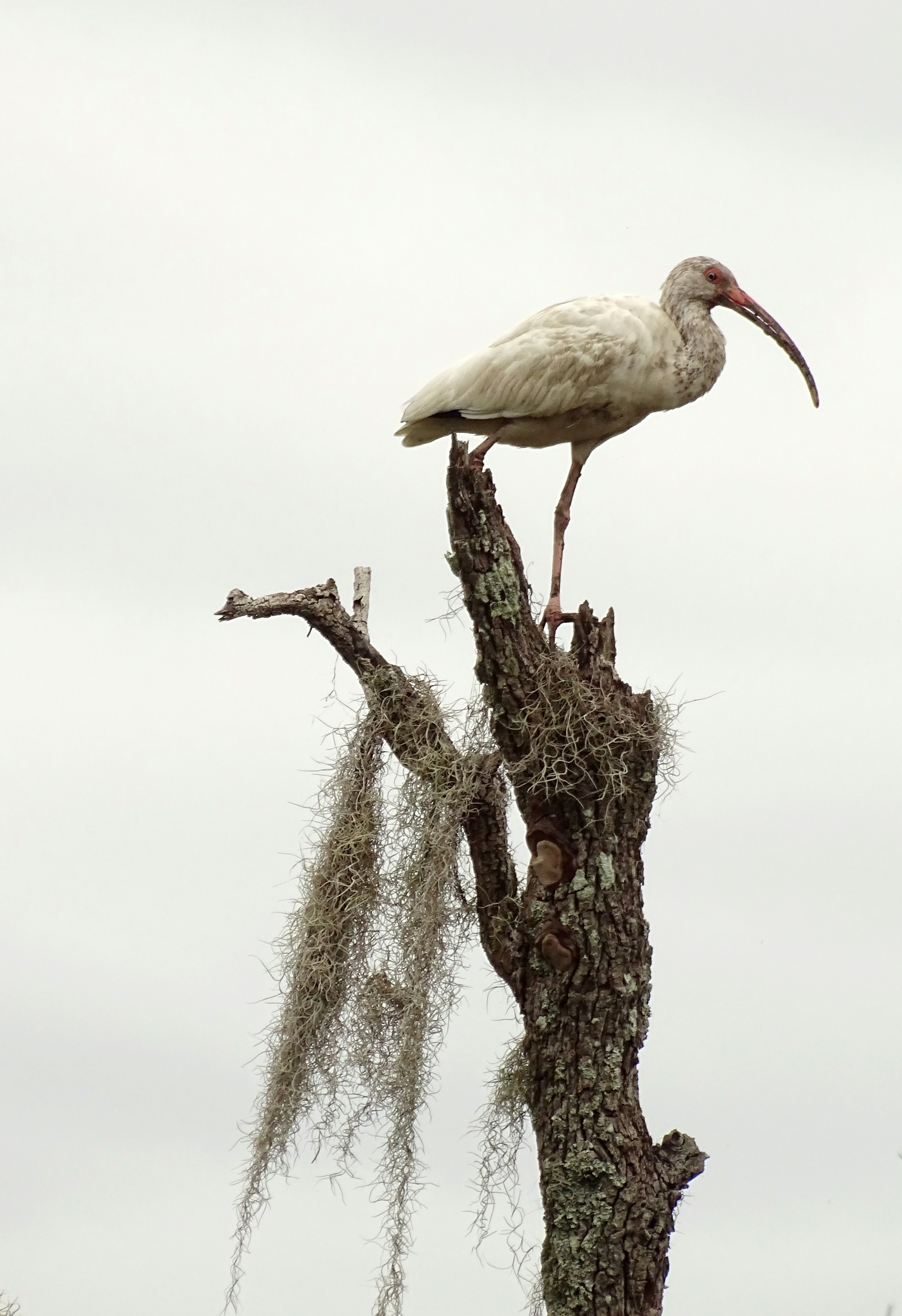 Ivory Ibis on a Moss-Draped Sentinel