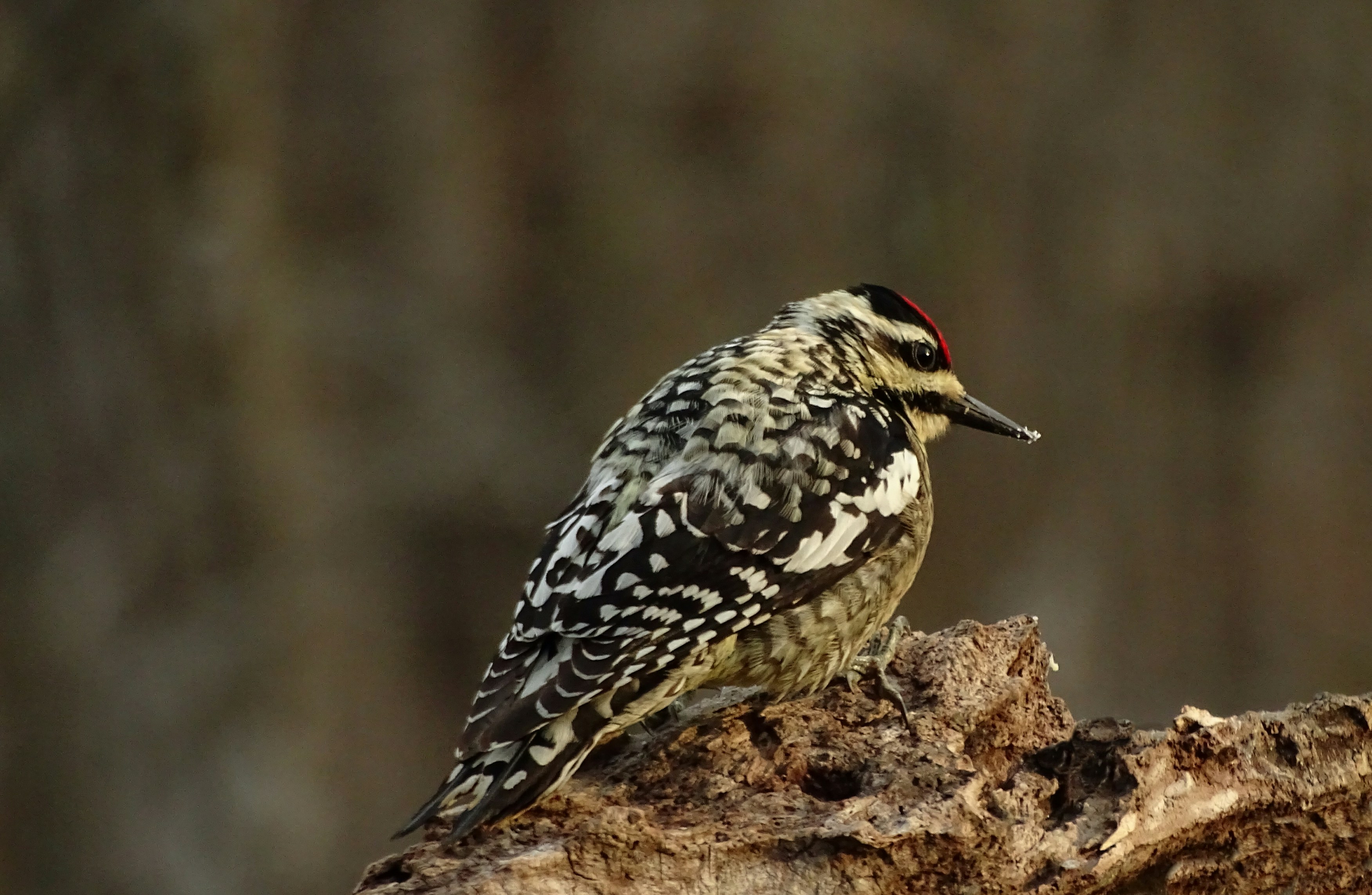 Spotted woodpecker perched on a textured log, showcasing its intricate plumage against a blurred natural backdrop.