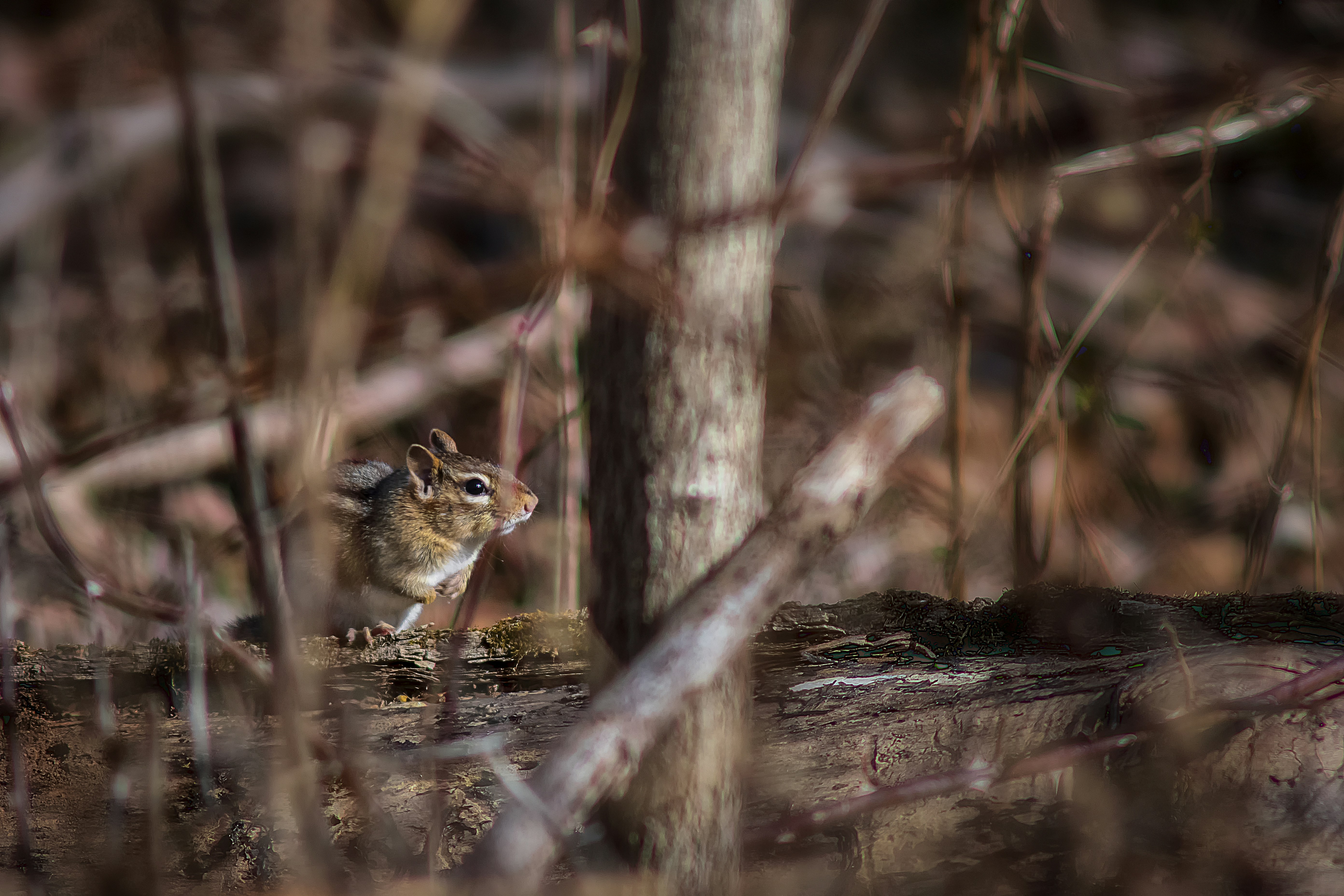 Chipmunk