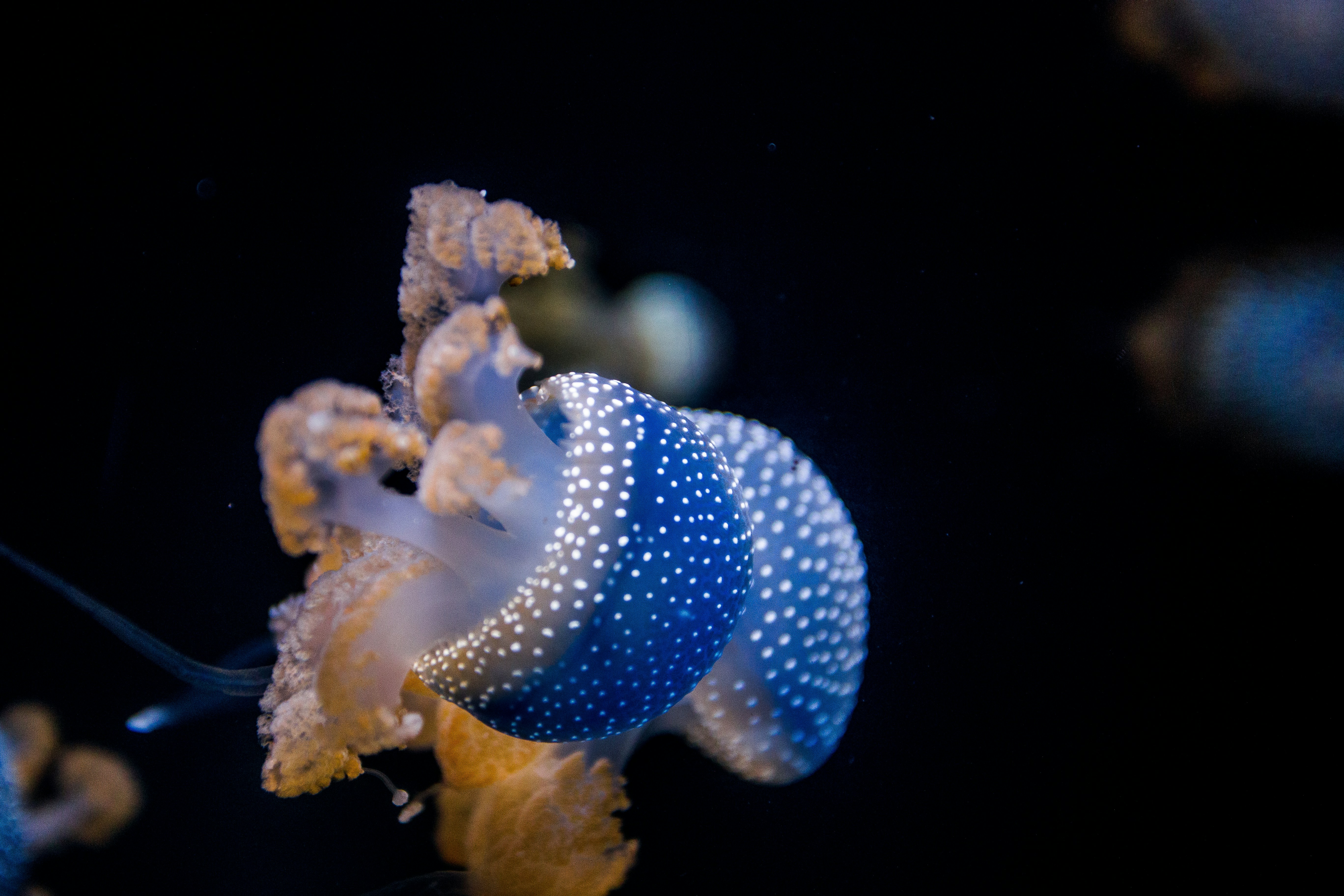 Blue-spot Jellyfish in Dark Ocean Glow