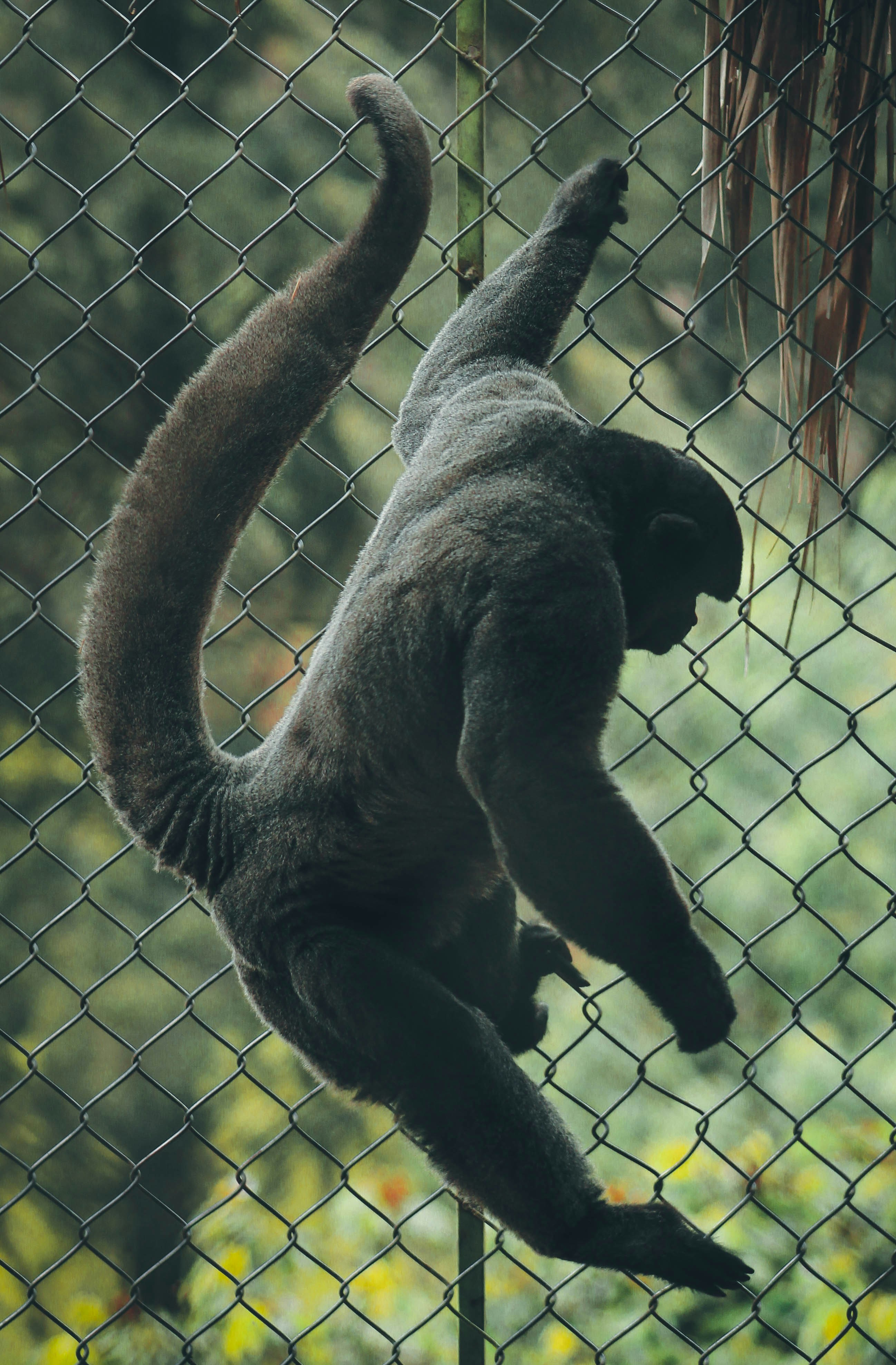 Monkey suspended gracefully from a chain-link fence, showcasing its agile form and curious expression against a blurred green background.