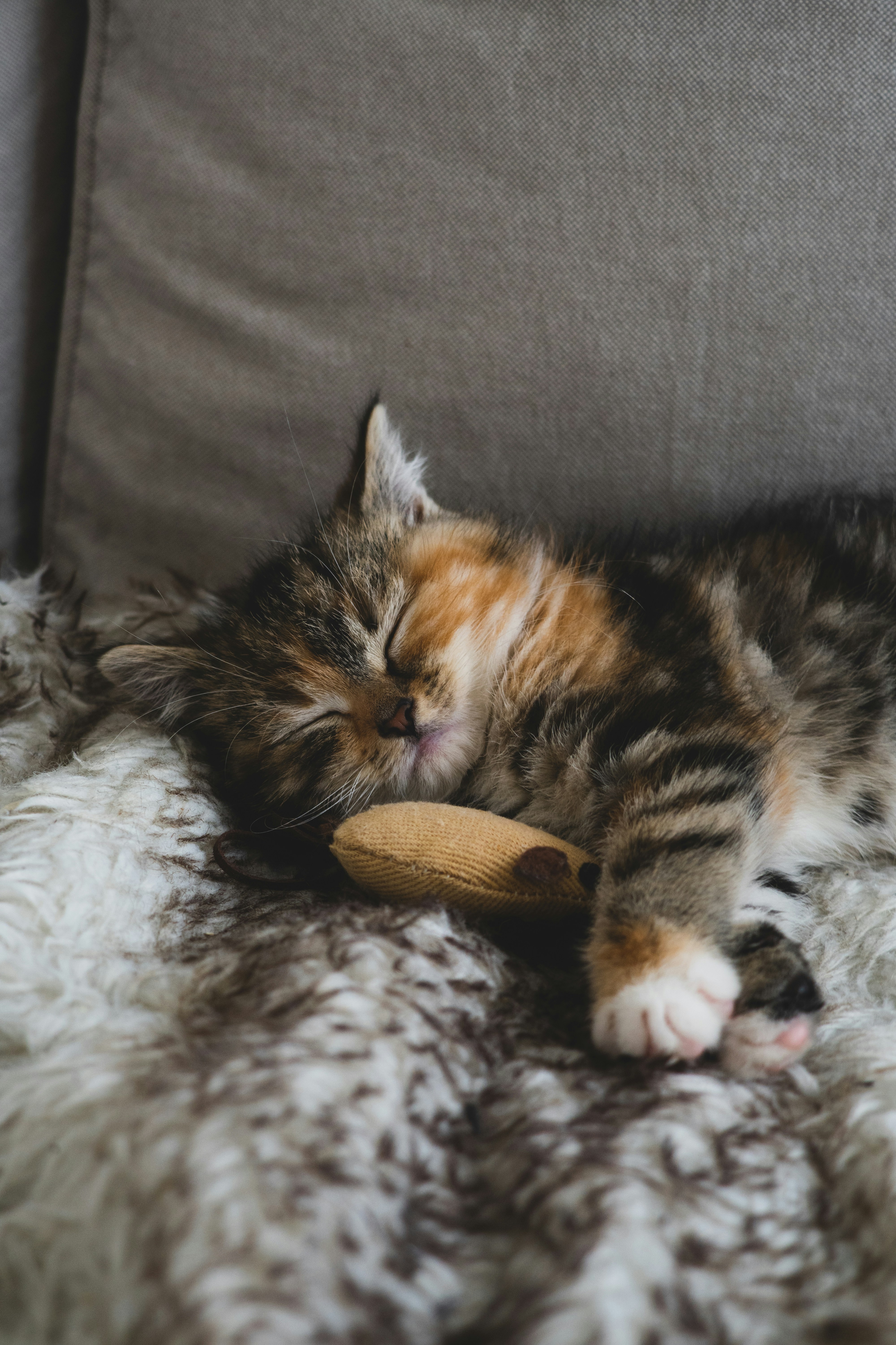 A sleepy kitten nestled on a cozy blanket, clutching a small toy in its paws. The scene exudes warmth and tranquility.