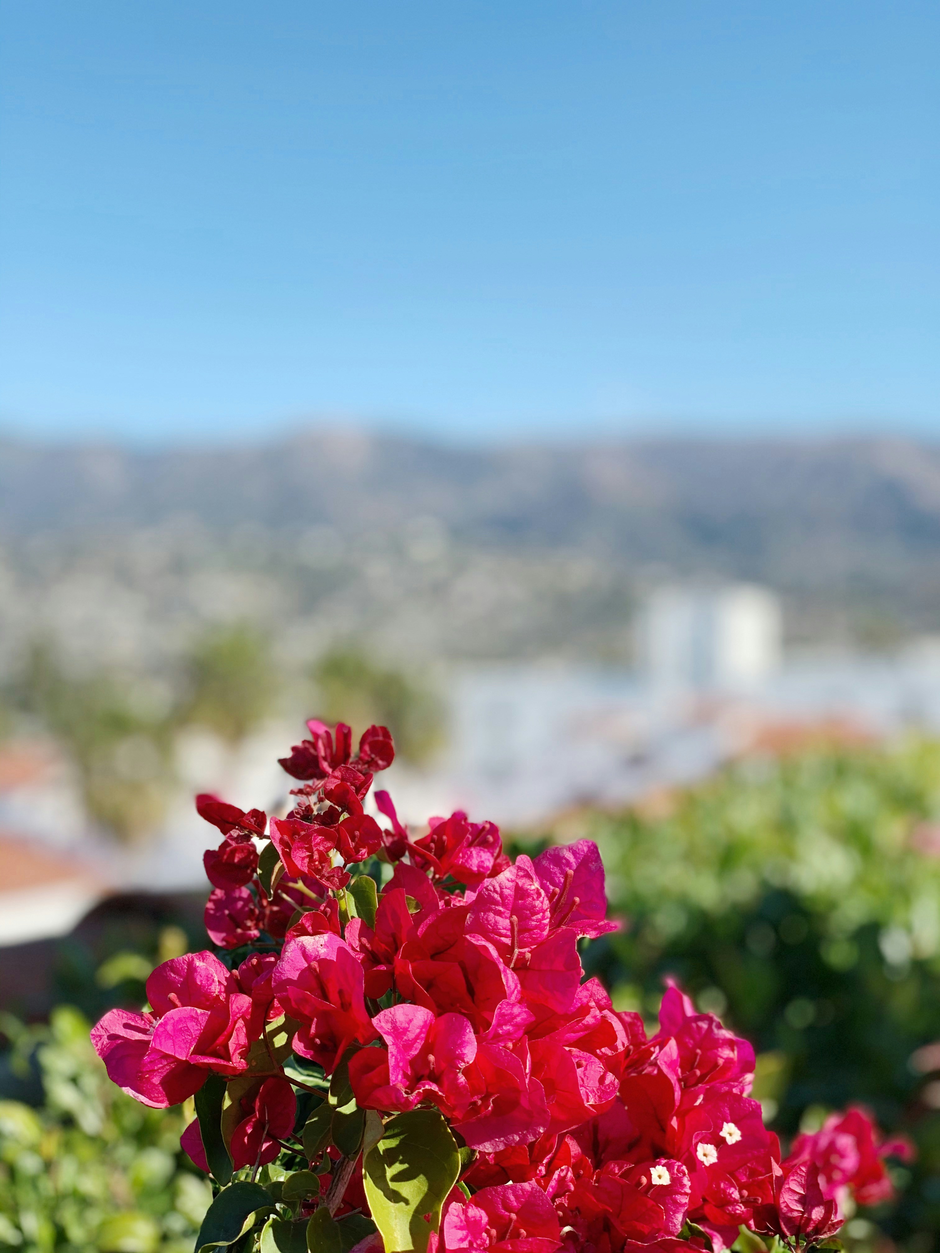 Bougainvillea flowers in vivid pink bloom, set against a blurred landscape of hills and rooftops. 