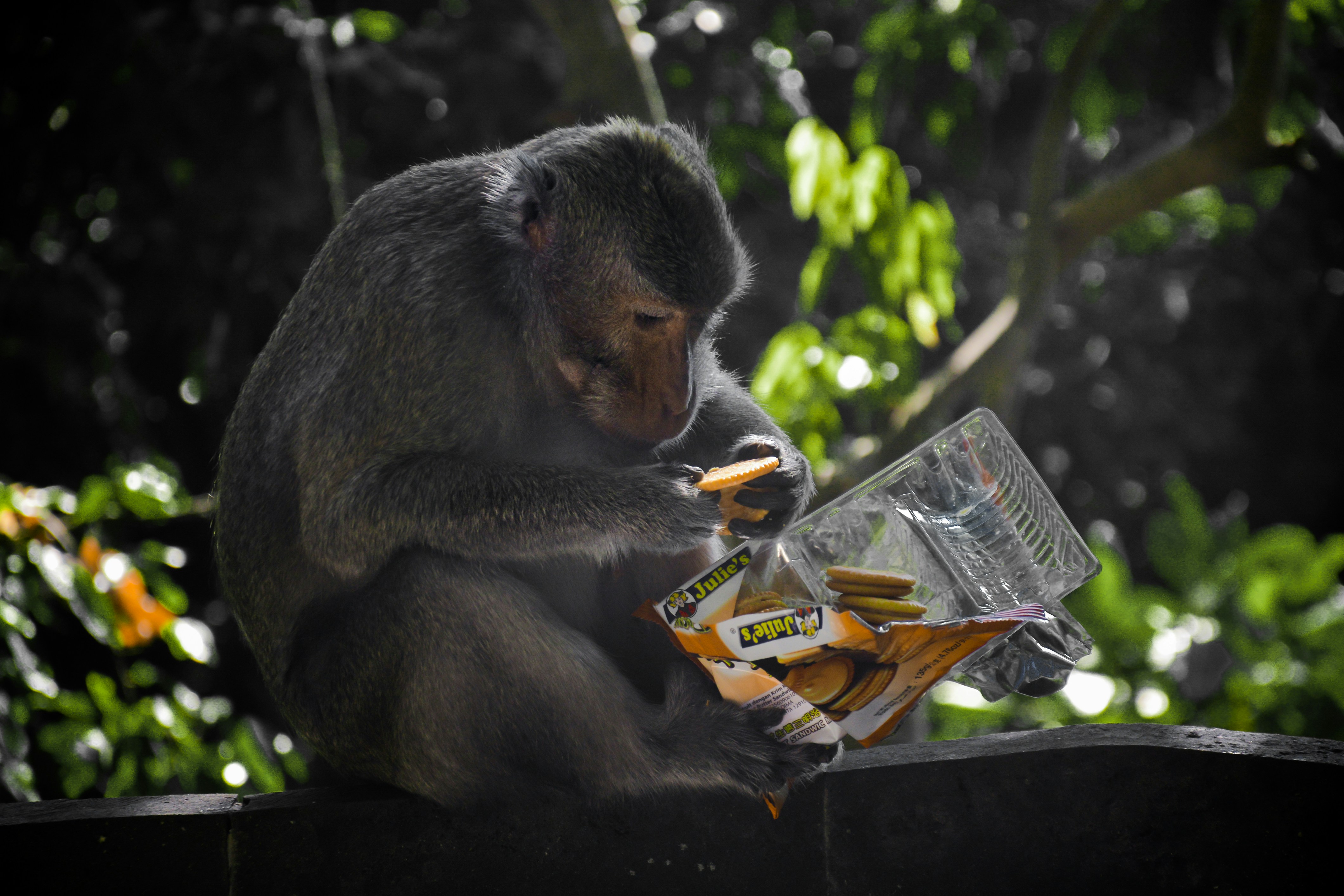 Monkey Eating Pictures | Download Free Images on Unsplash