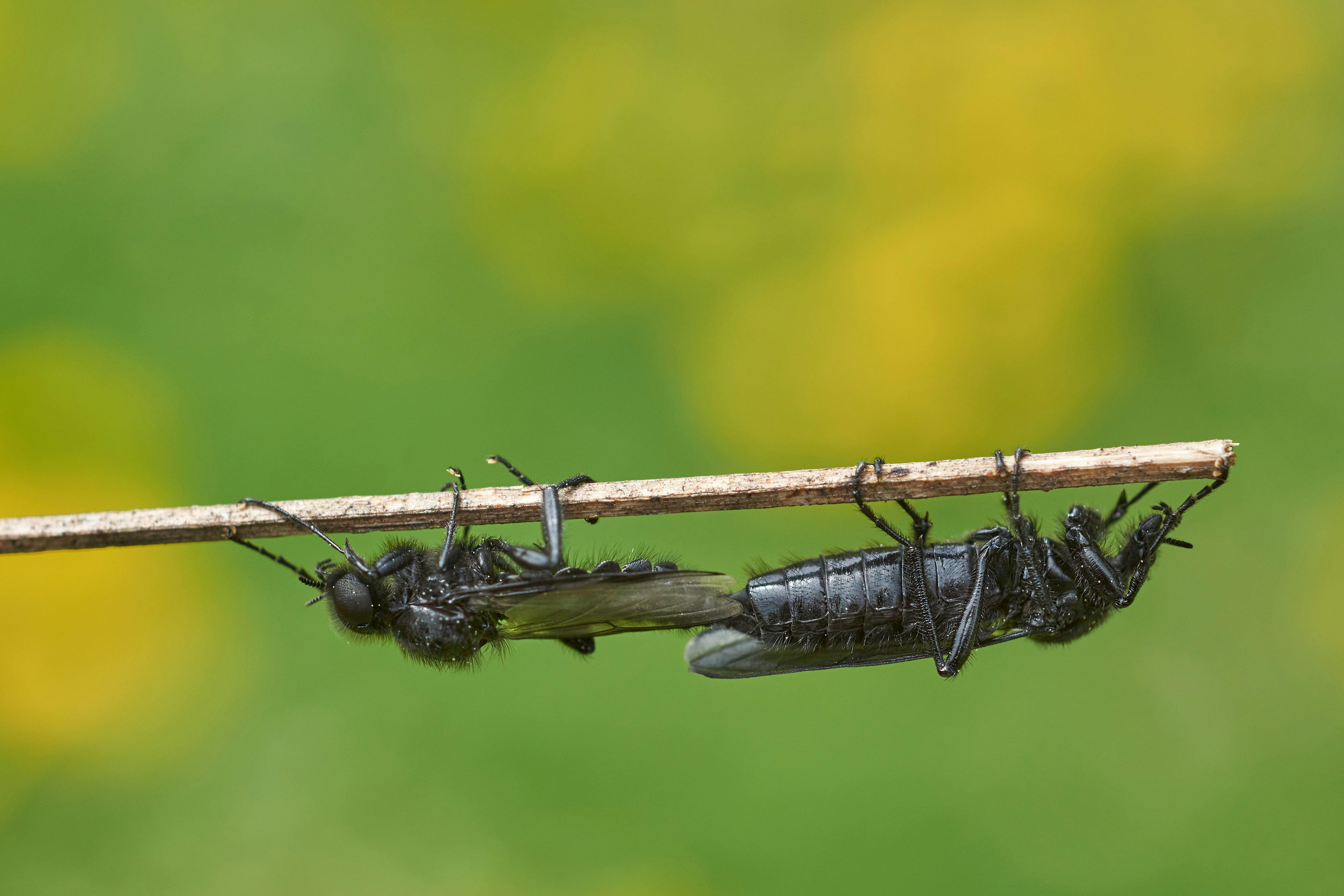 Entwined in Twig: A Molecule of Dusk in Insect Form