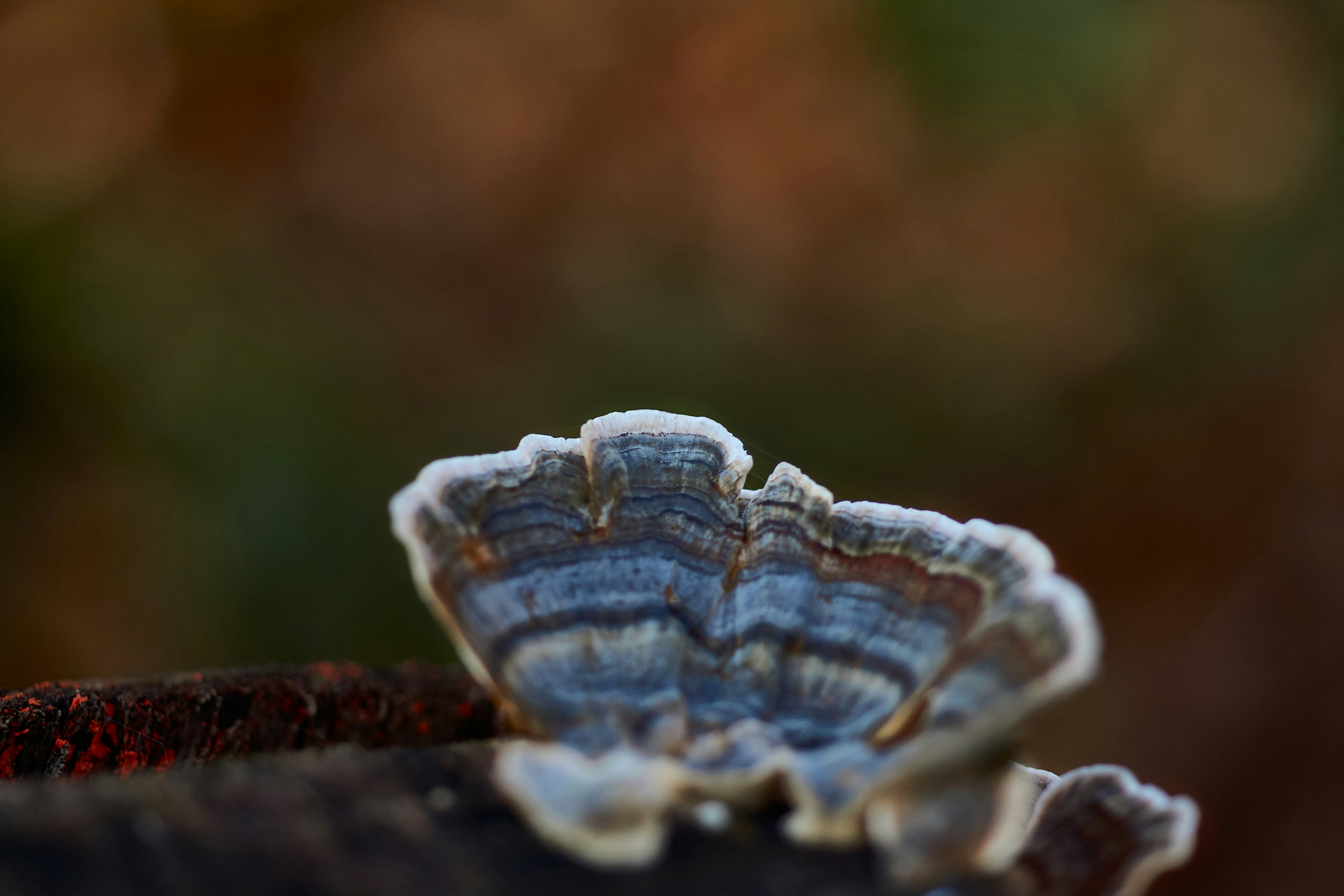 Blue-Rimmed Shelf Fungus Quietly Framed by Autumn Blur