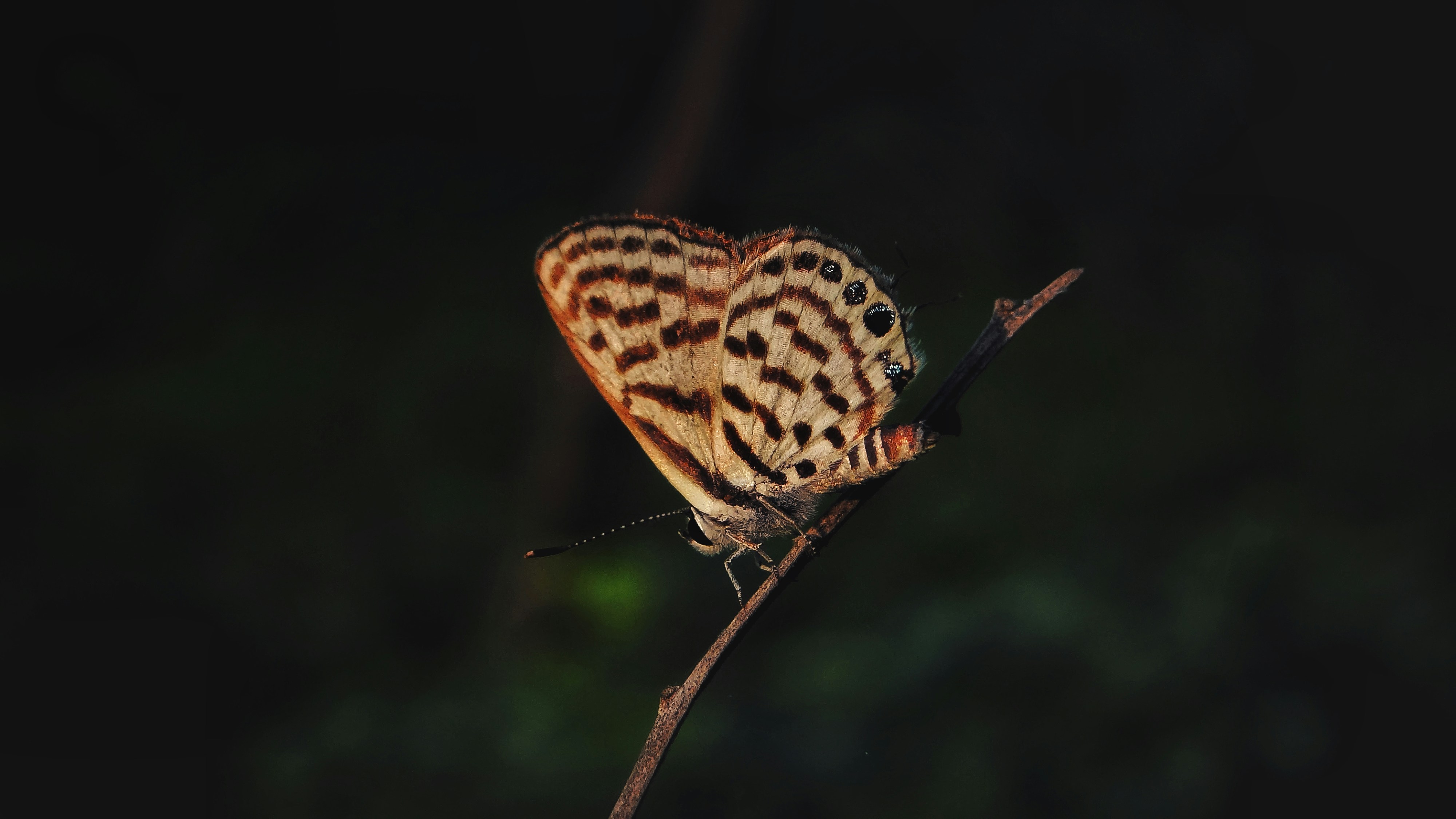 A butterfly perched delicately on a slender twig, showcasing intricate patterns against a shadowy backdrop. The image emphasizes the delicate beauty of nature.