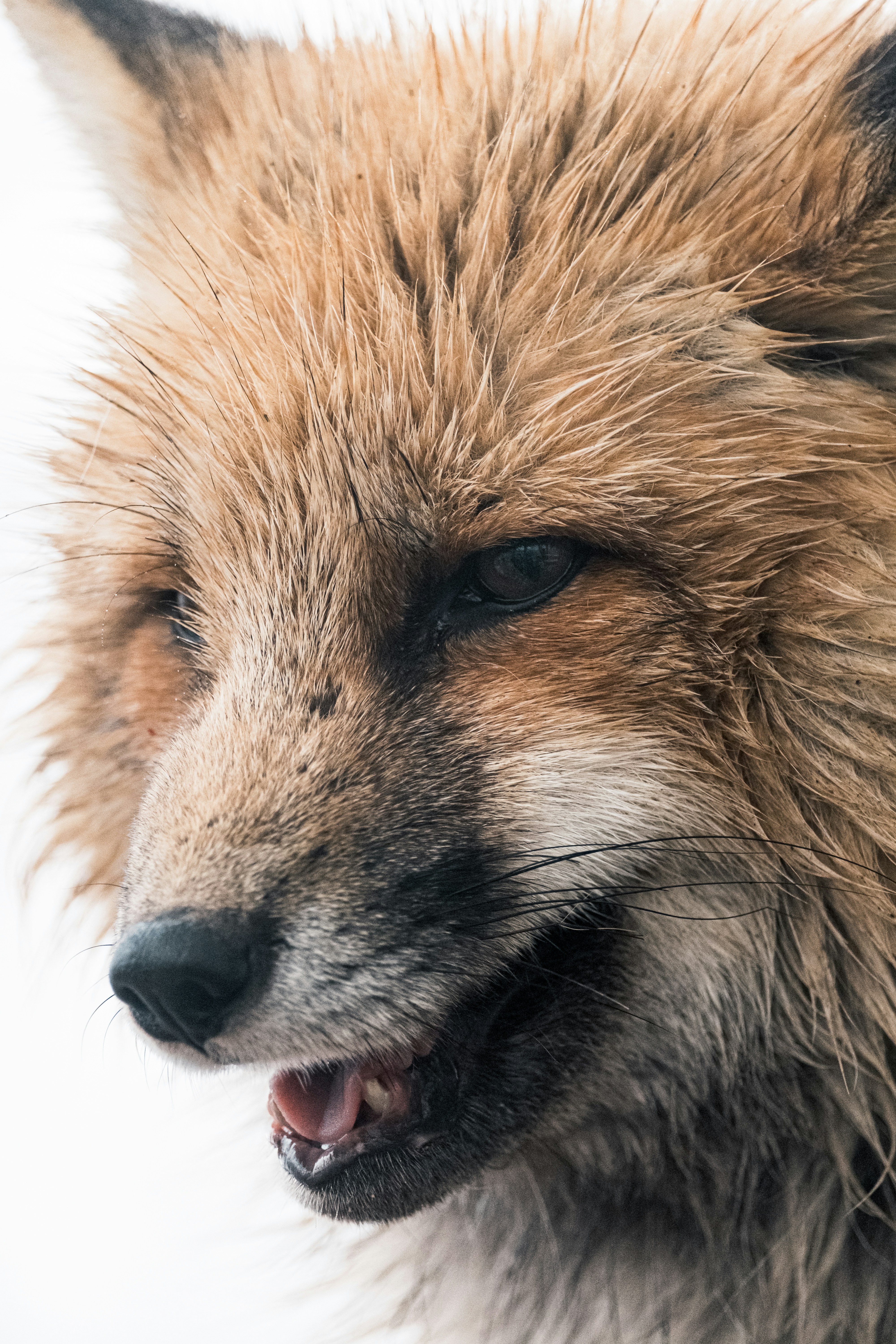 Brauner und weißer langhaariger Hund Foto – Kostenloses Bild zum Thema ...