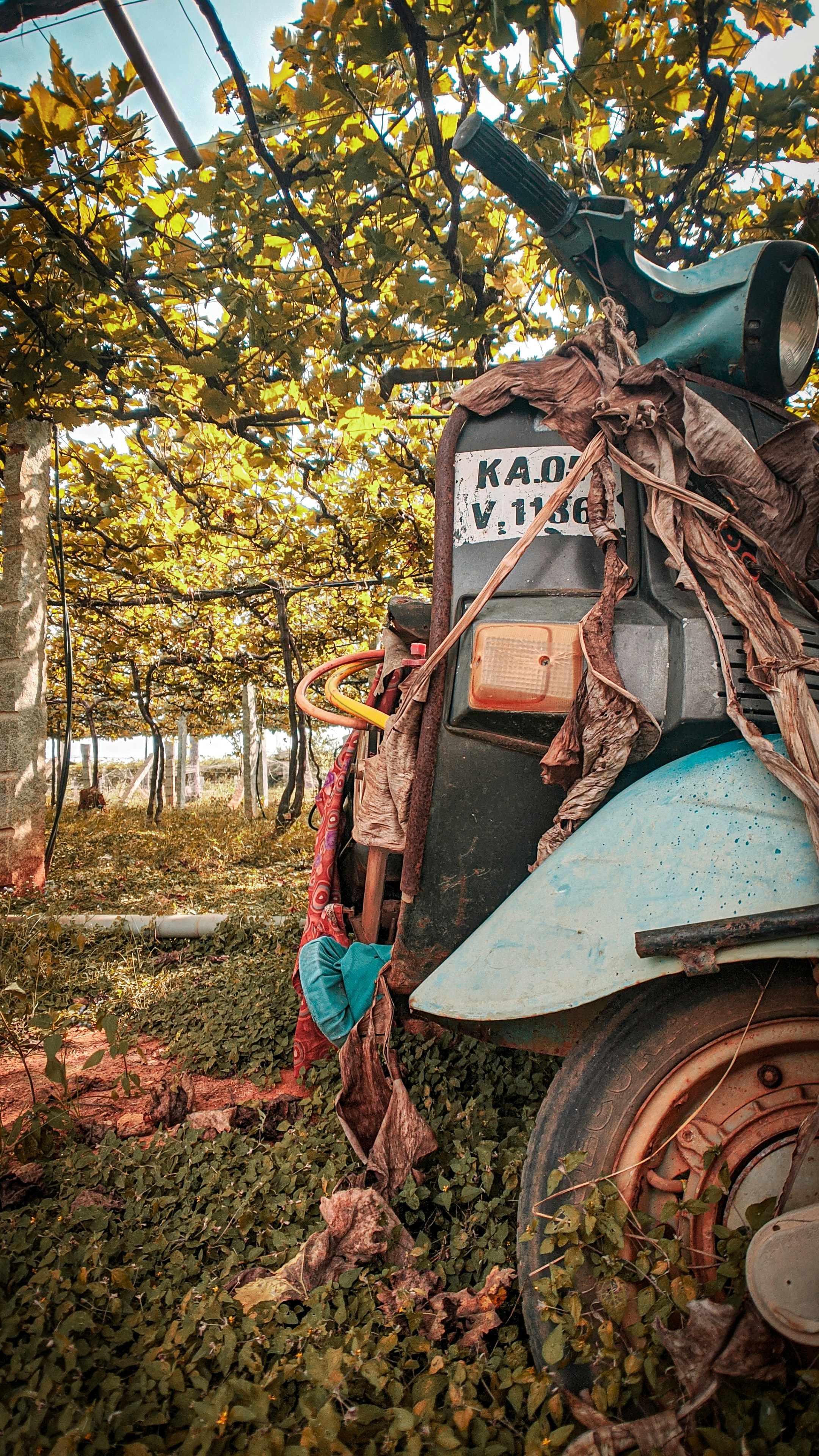 Rust, Rope, and Sunlight: A Vineyard Tractor's Quiet Relic
