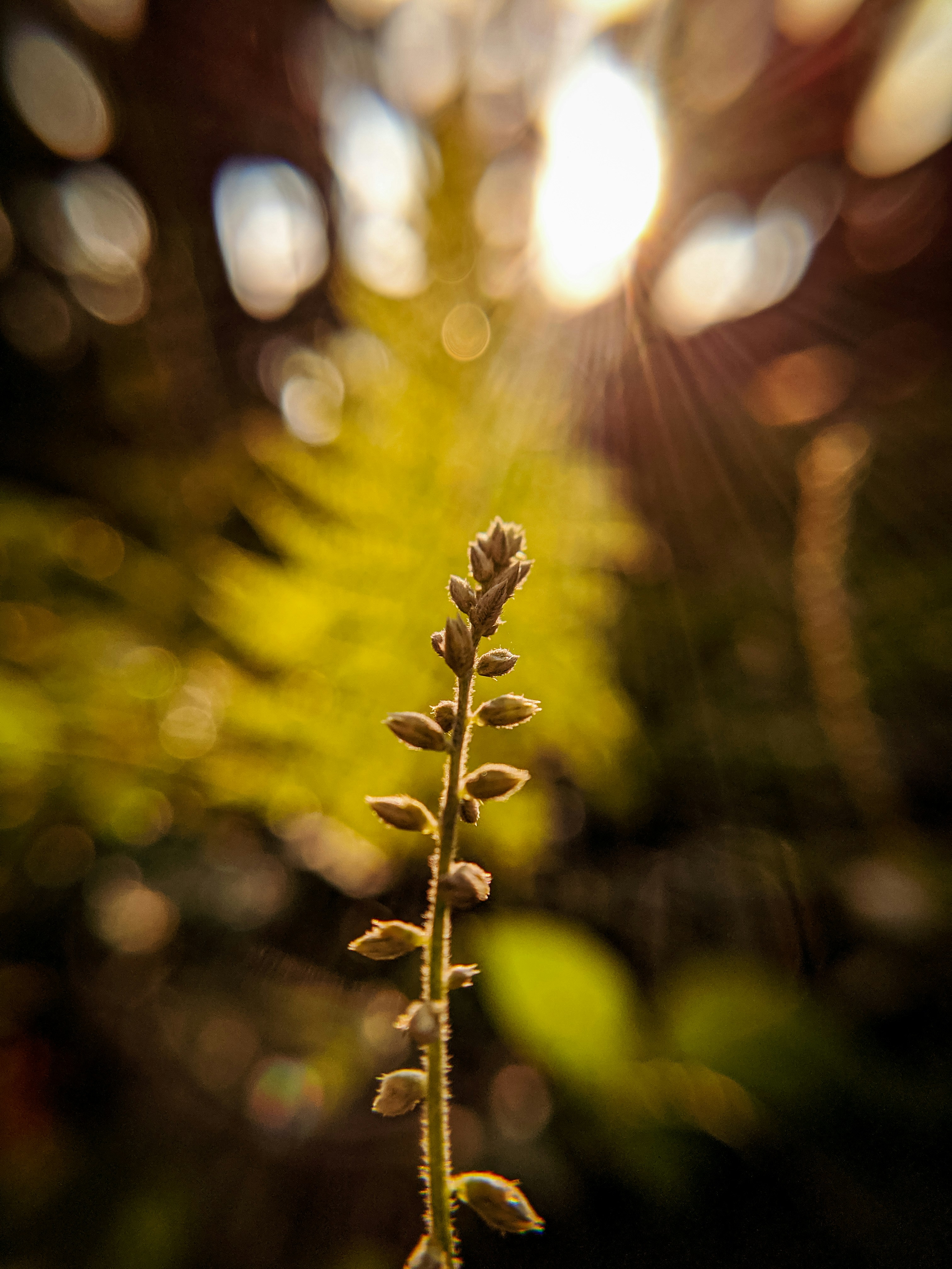 Sunlit Snapdragon: A Lone Stem Reaching Toward the Light