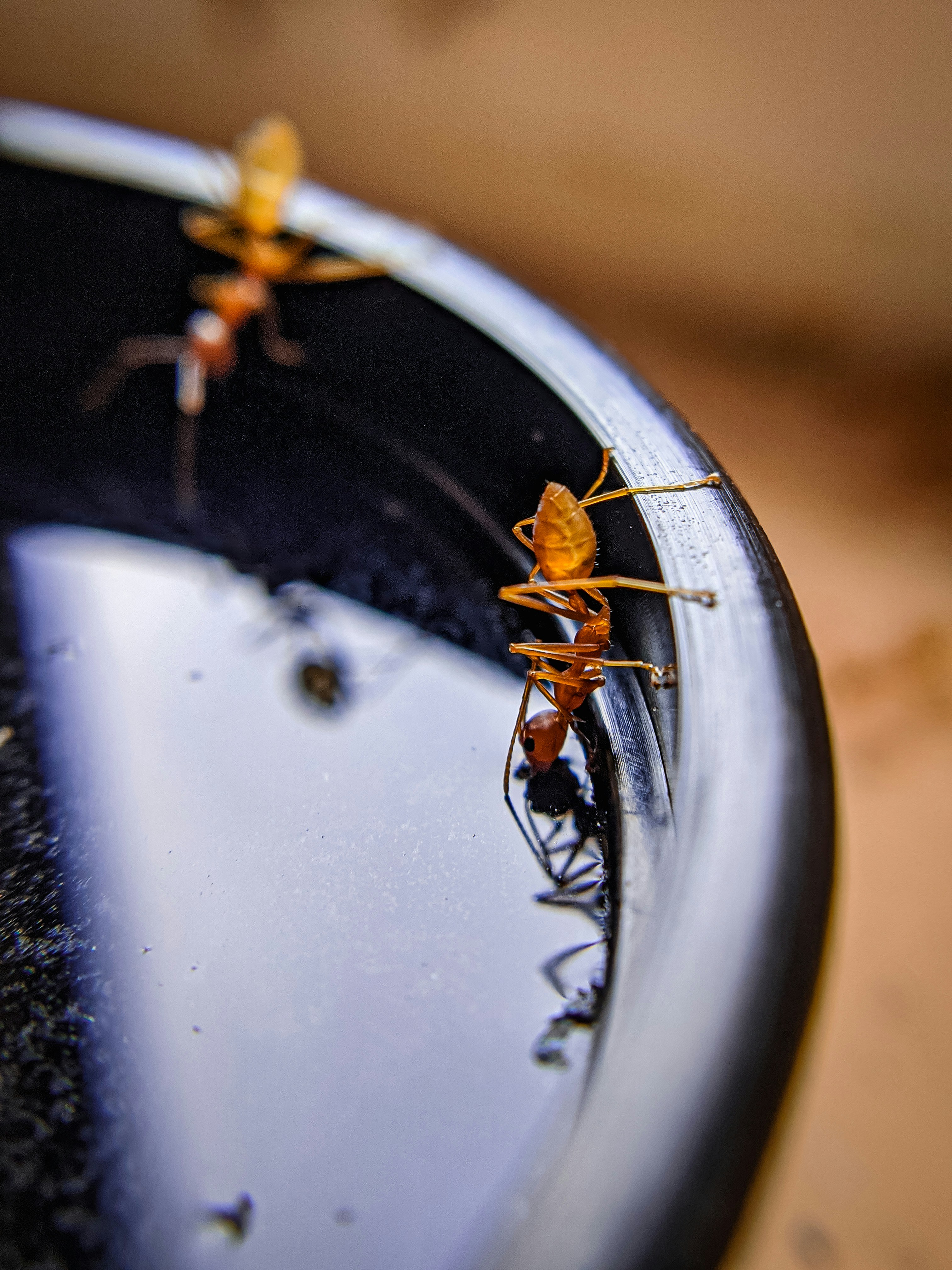 Edgewalkers on a Glinting Rim: Amber Ants at Close Range