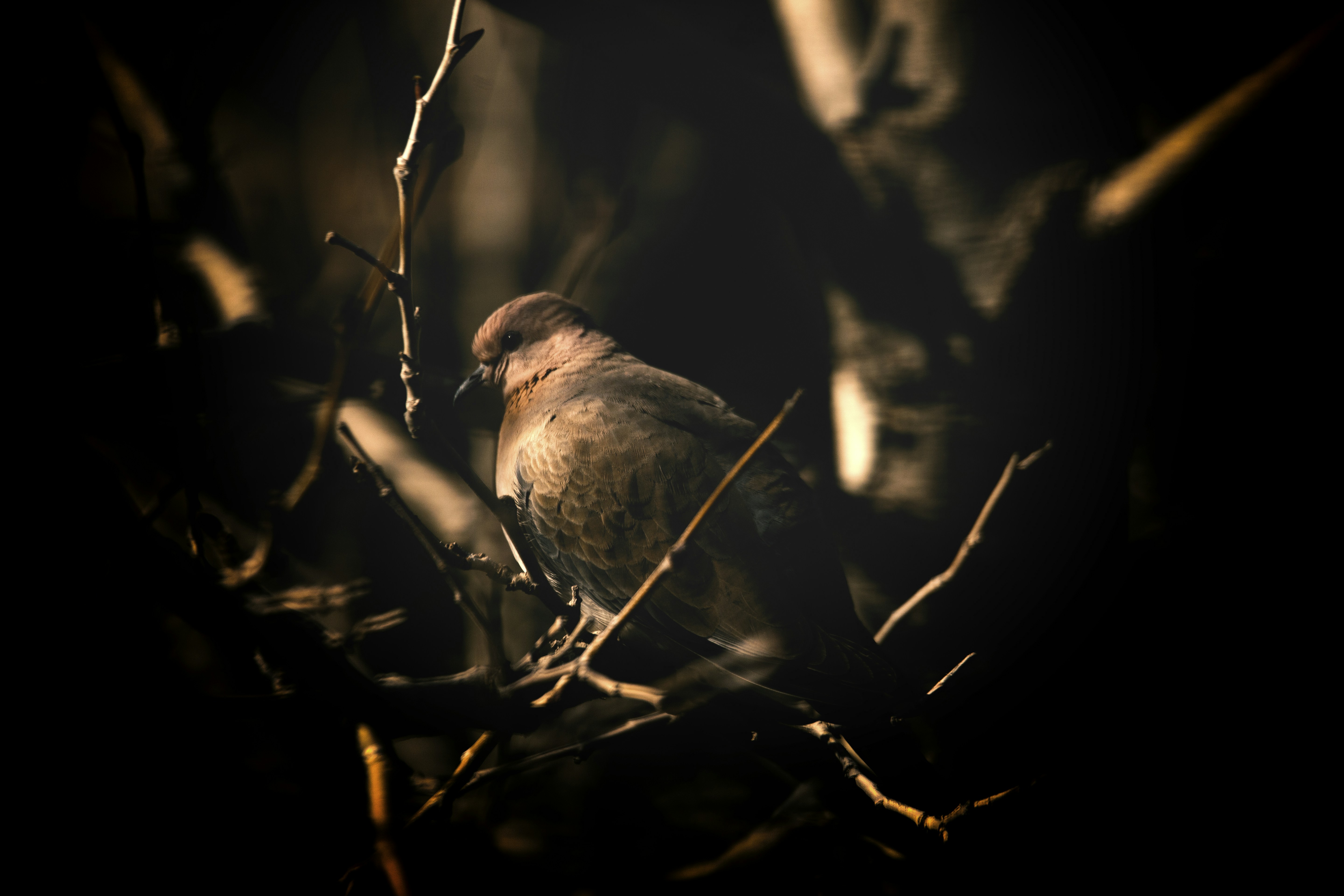 Amber Spotlight on a Solitary Perch