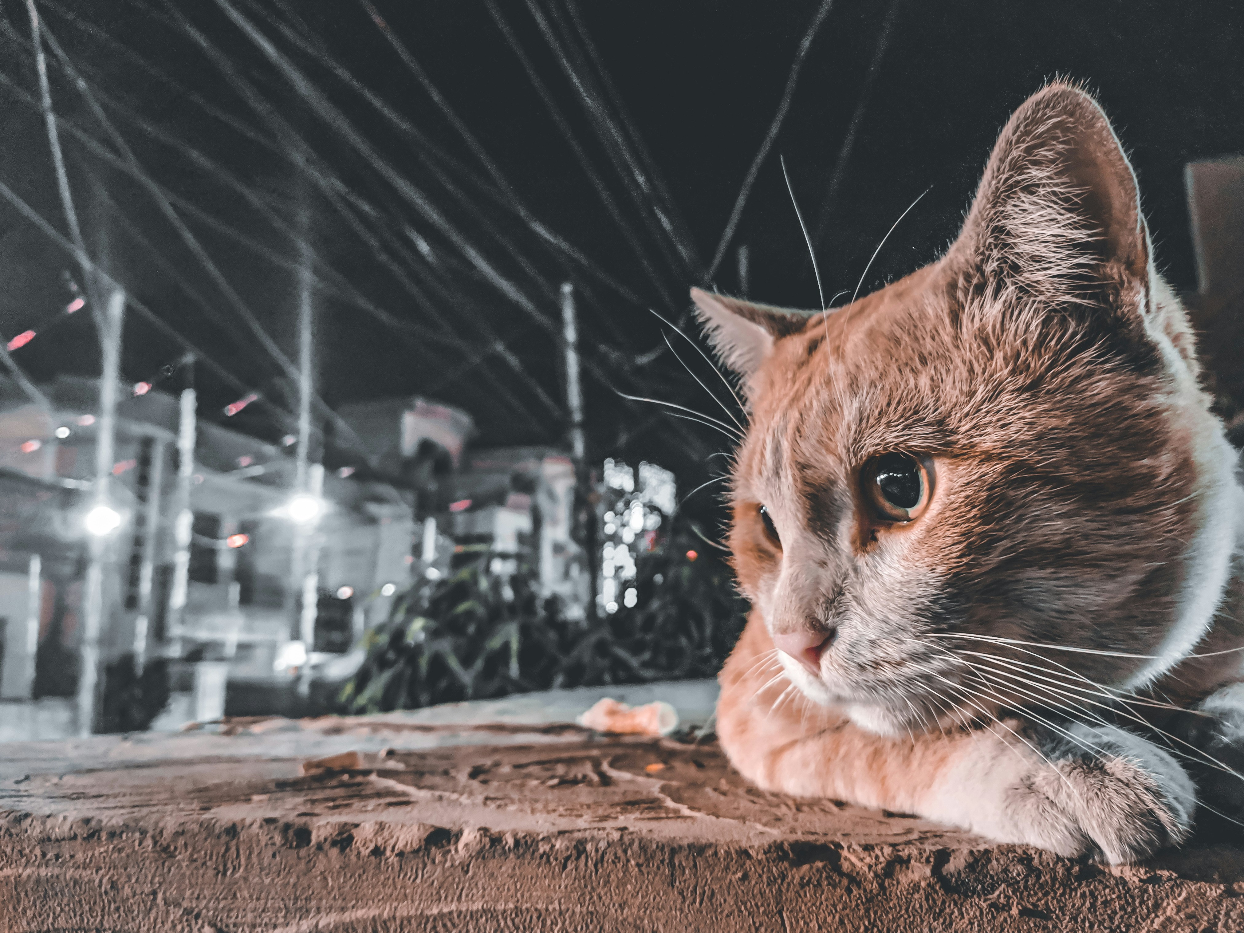 orange tabby cat on brown concrete floor