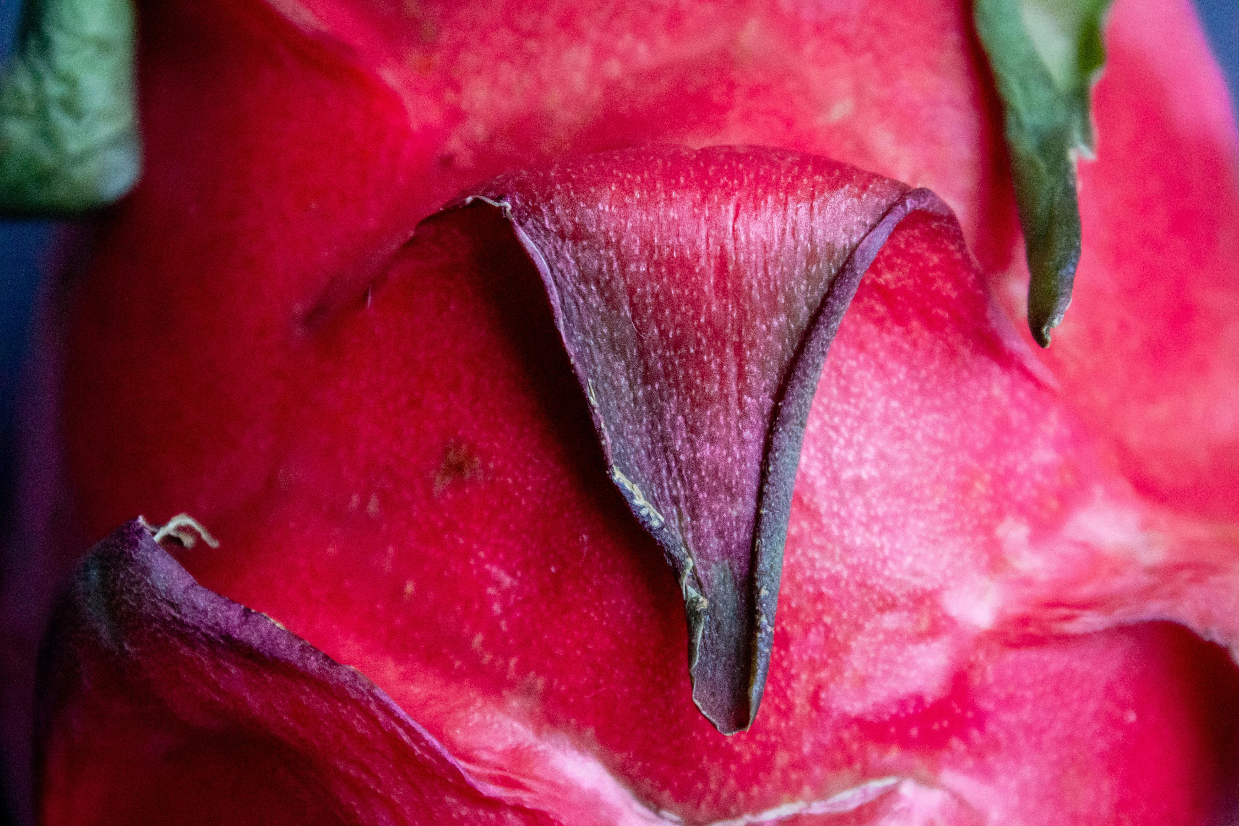 Velvet Scarlet Macro: a Petal Curl Revealing Violet Edge