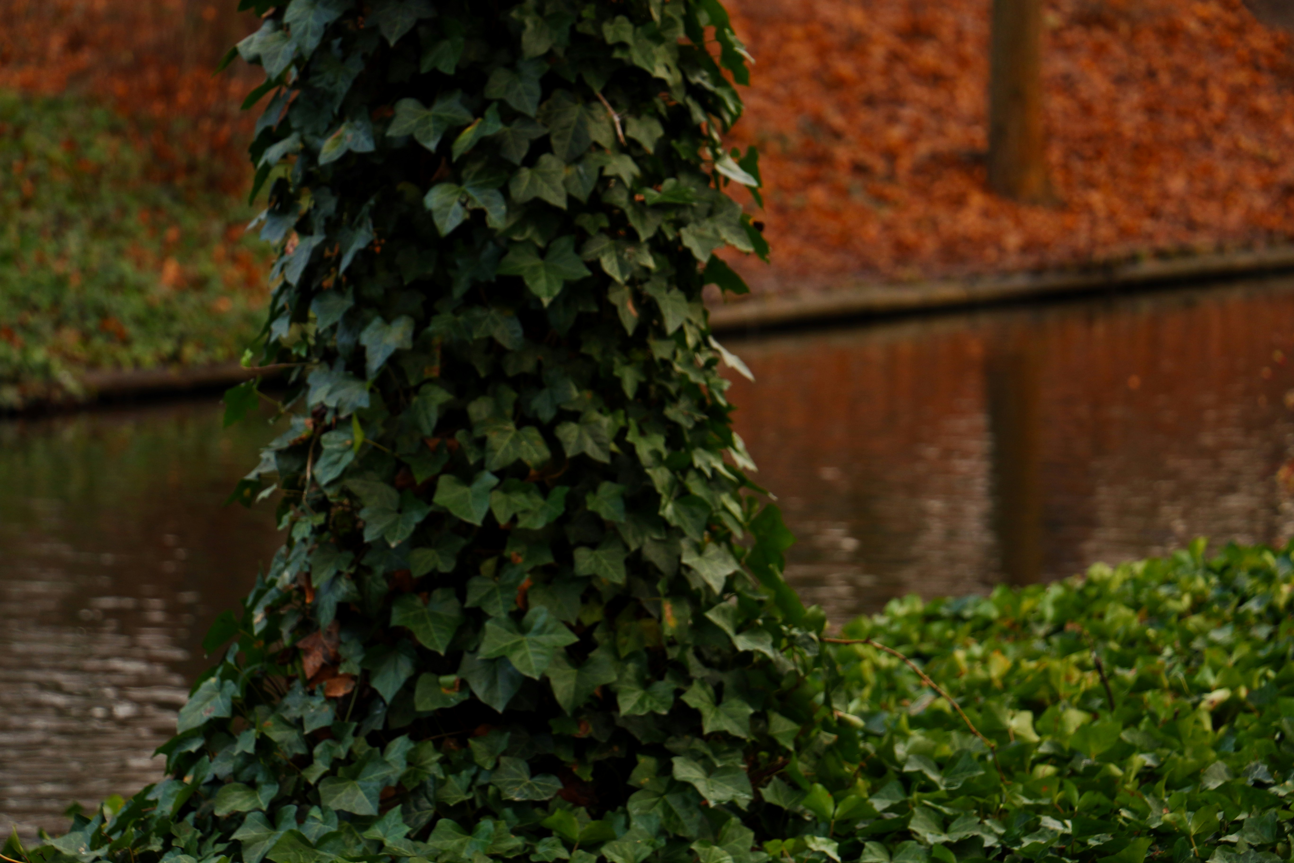 Ivy-Wrapped Trunk Framing Autumn Light by a Quiet Canal