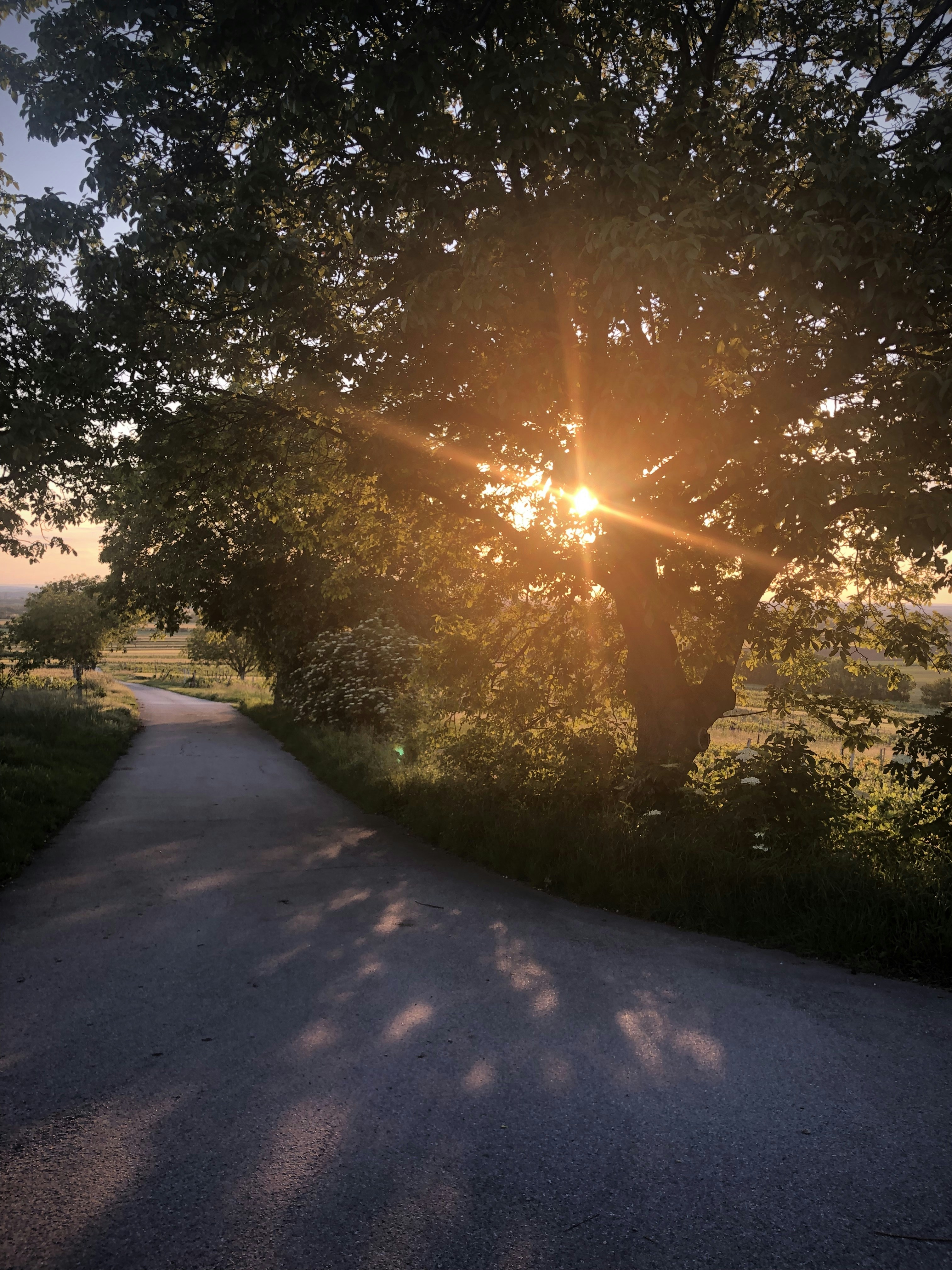 Sunlight filtering through a lush tree, illuminating a serene winding path at dusk. The scene evokes a sense of tranquility and connection with nature.