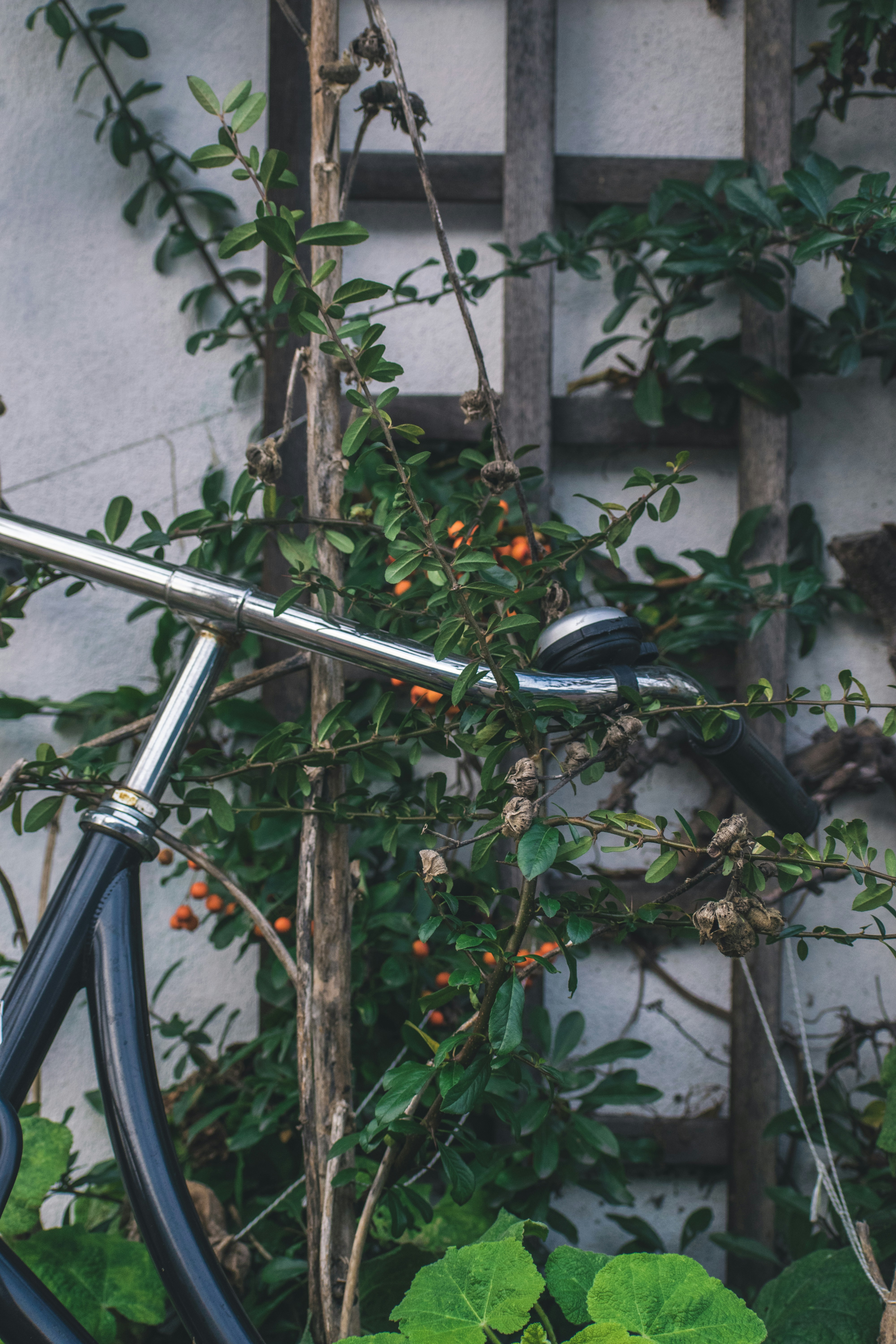 A vintage bicycle rests against a wooden trellis, intertwined with lush greenery and vibrant orange berries. The scene reflects a serene blend of urban life and nature.