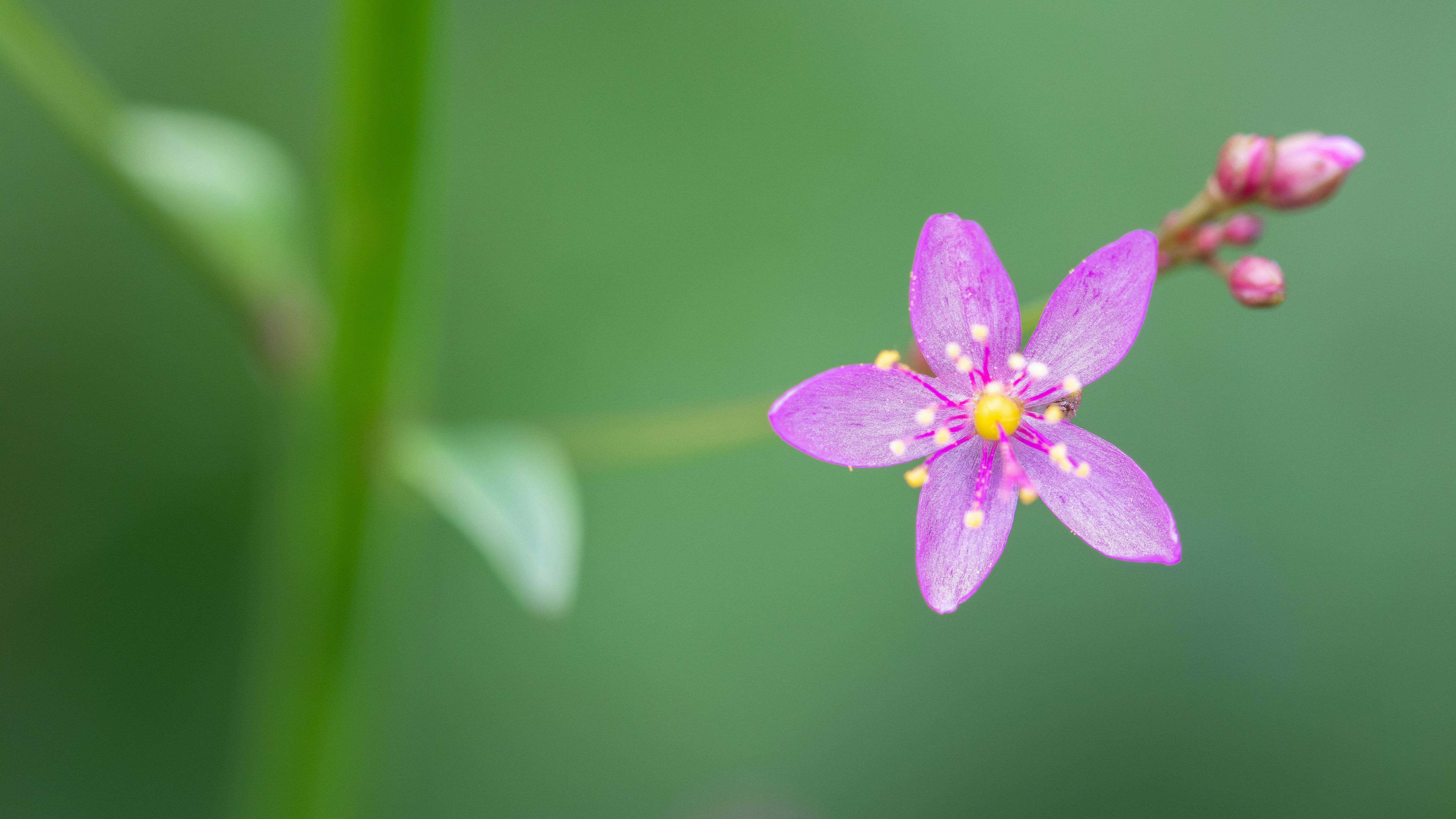 Pink Five-Petaled Bloom Against Velvet Green Backdrop