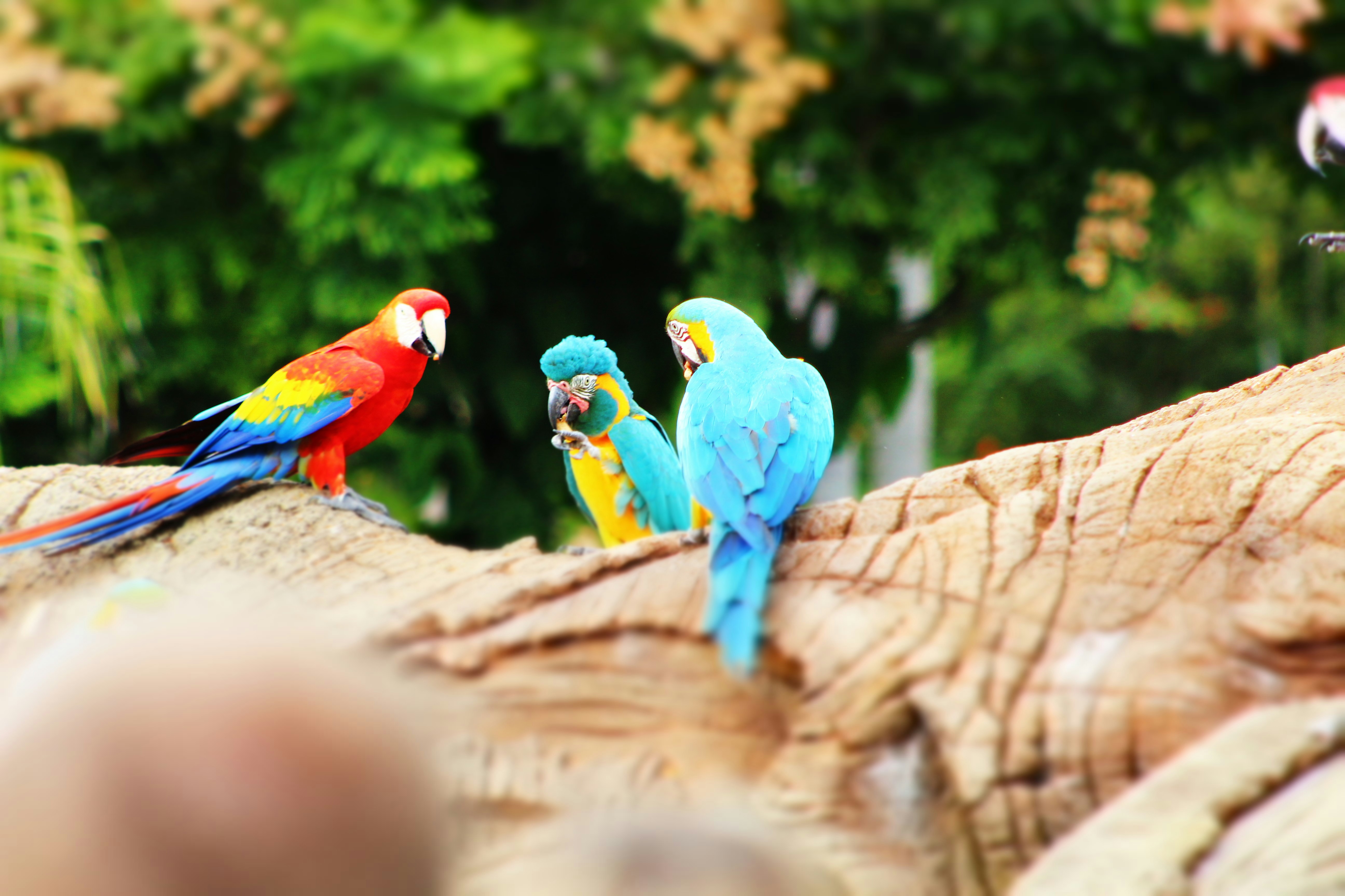 blue and yellow macaw on brown tree trunk