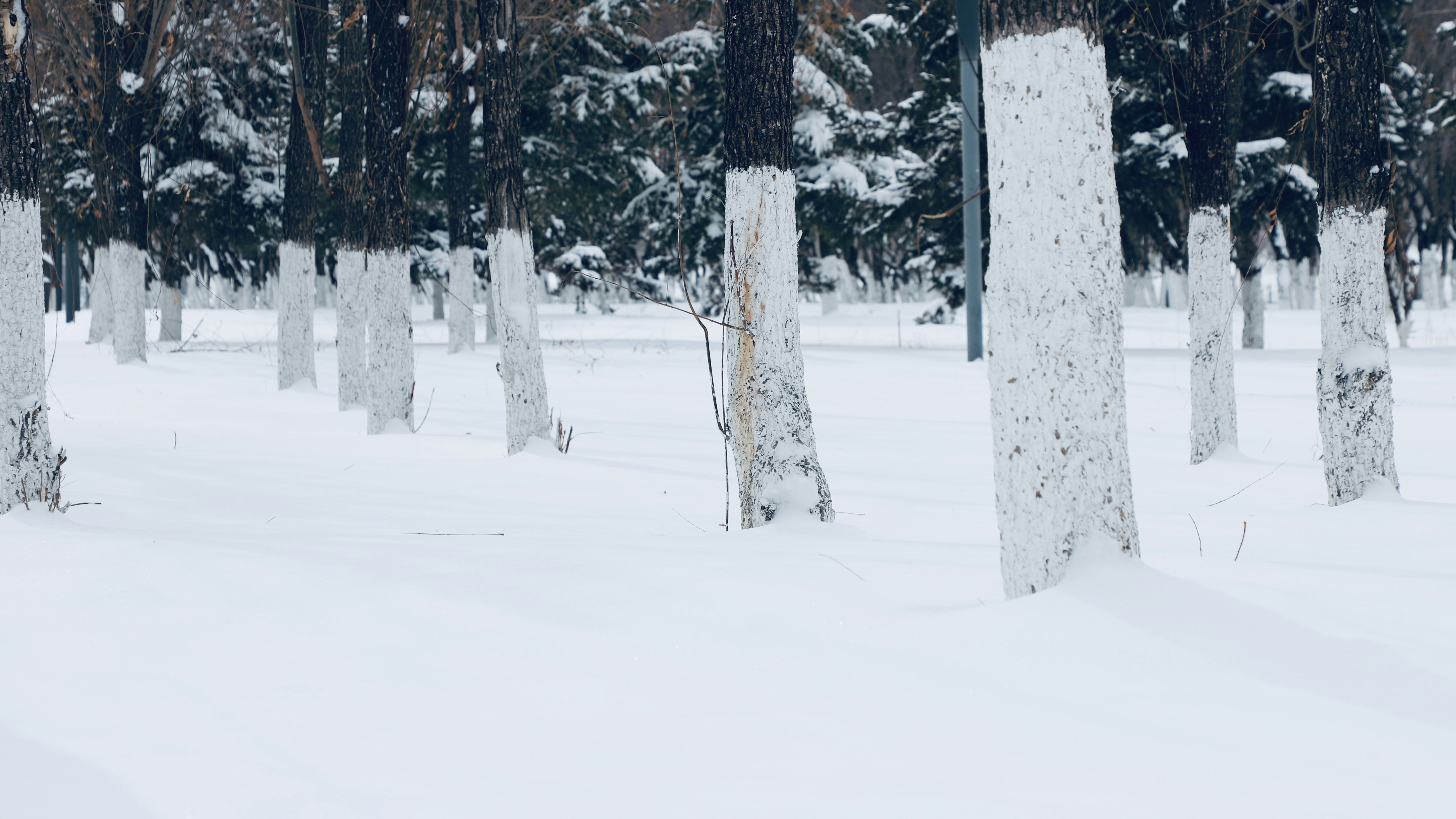 snow covered trees during daytime