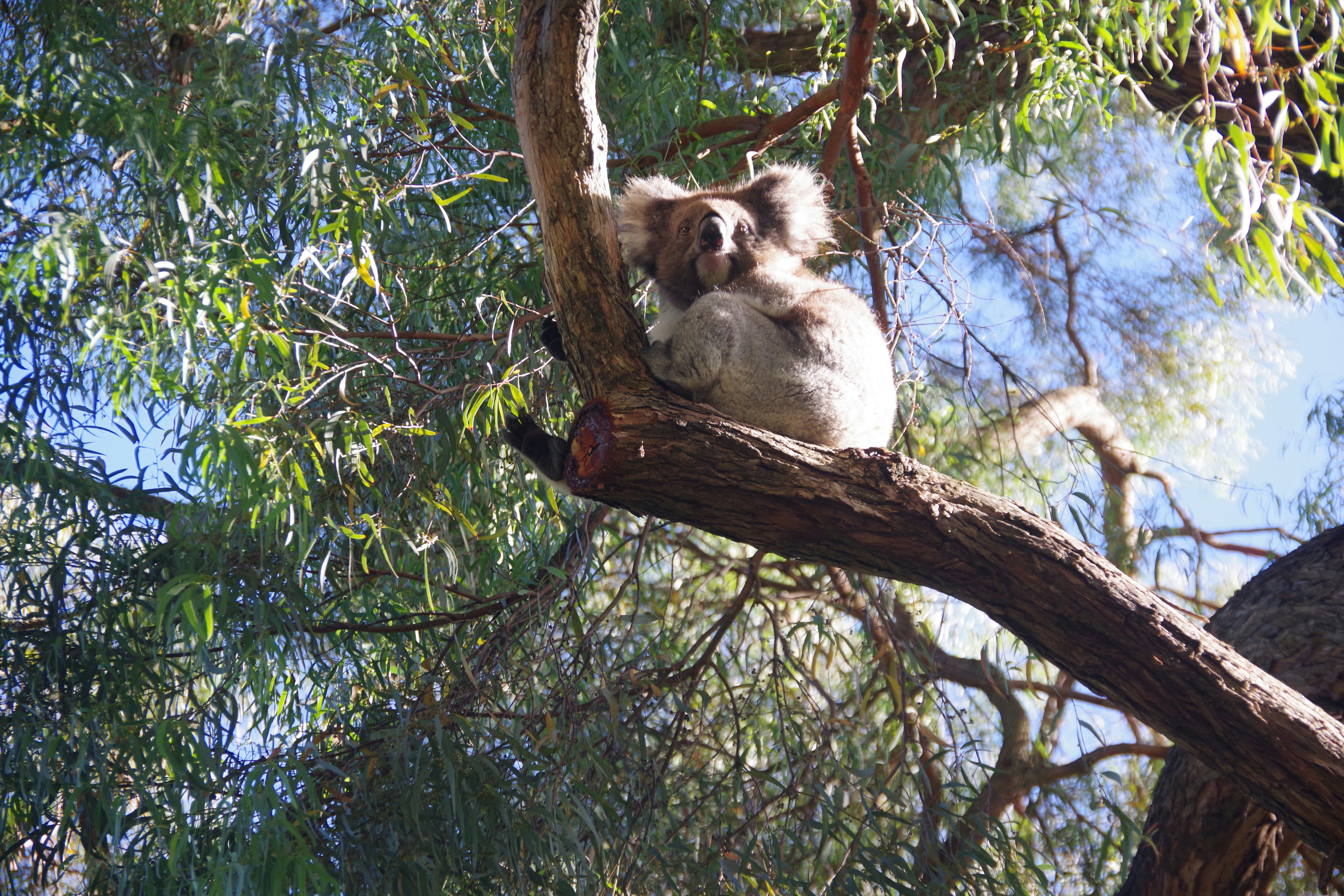 Koala clinging to a sunlit eucalyptus branch among dense foliage, photographed in natural light.