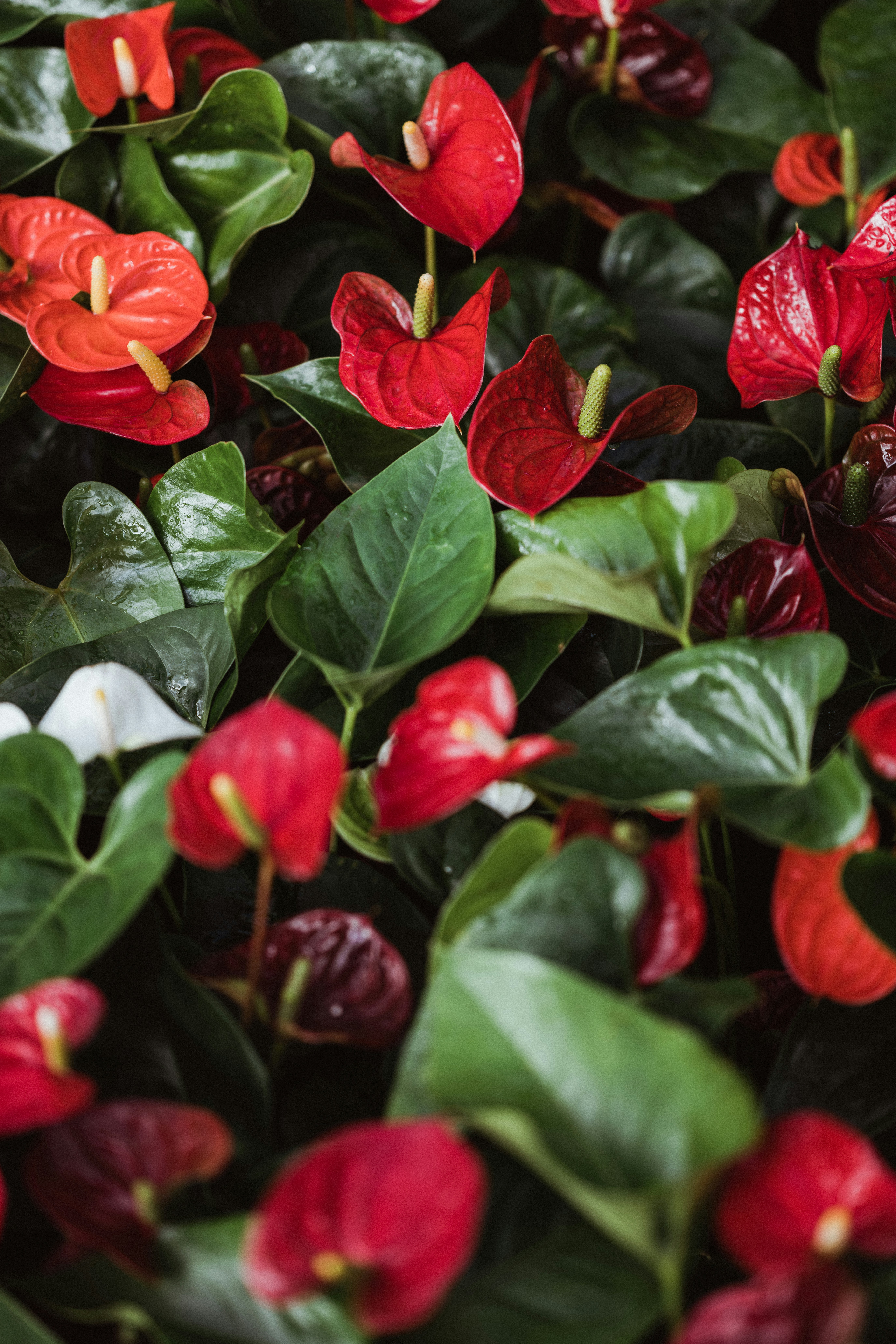 Crimson Anthurium Chorus Amid Glossy Green Leaves