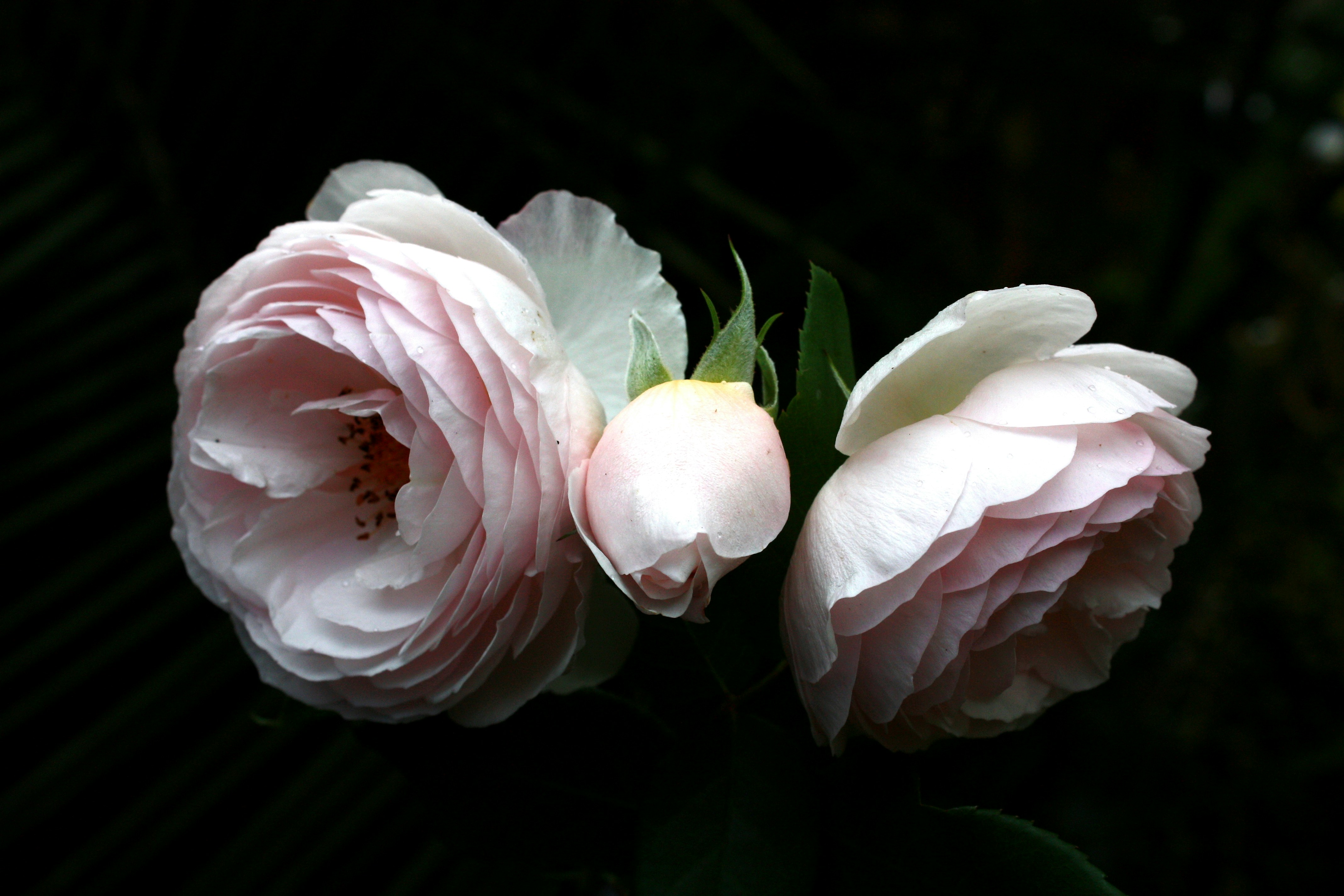 Petal Duet in Velvet Shade: Pale Pink Roses and a Bud
