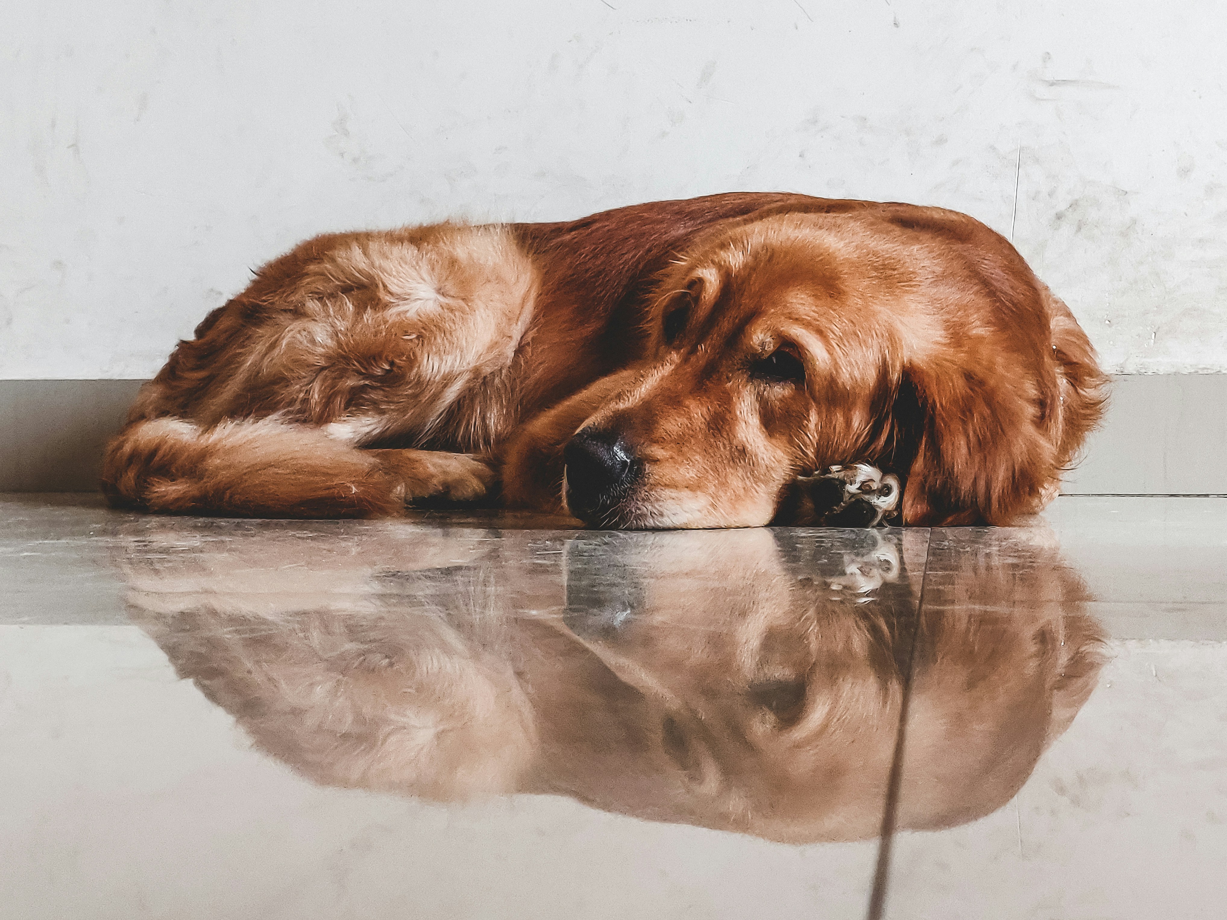 Reflective Rest: A Canine's Quiet Moment