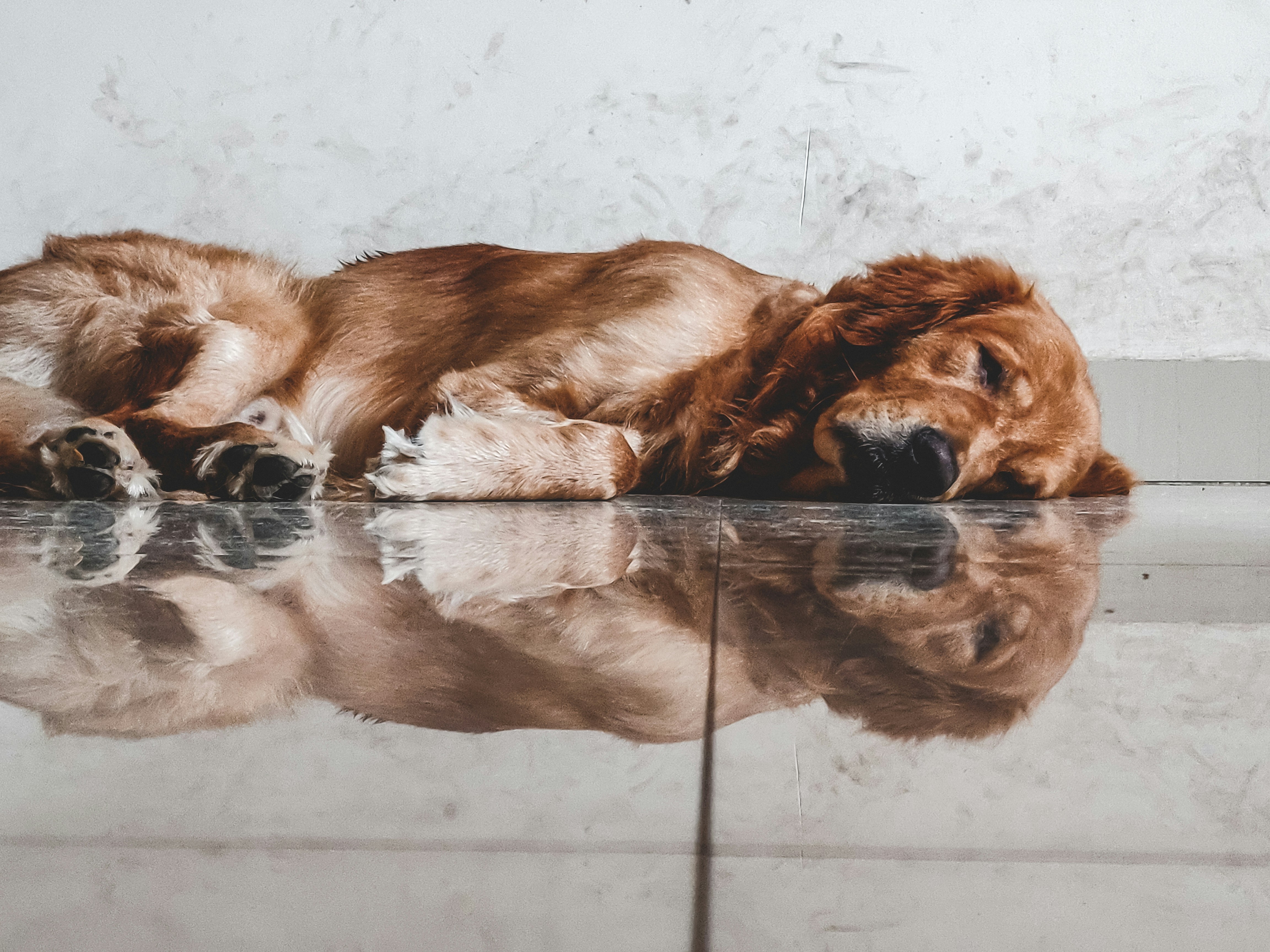 Golden Reverie on Glassy Tiles: A Dozing Retriever and Its Reflection