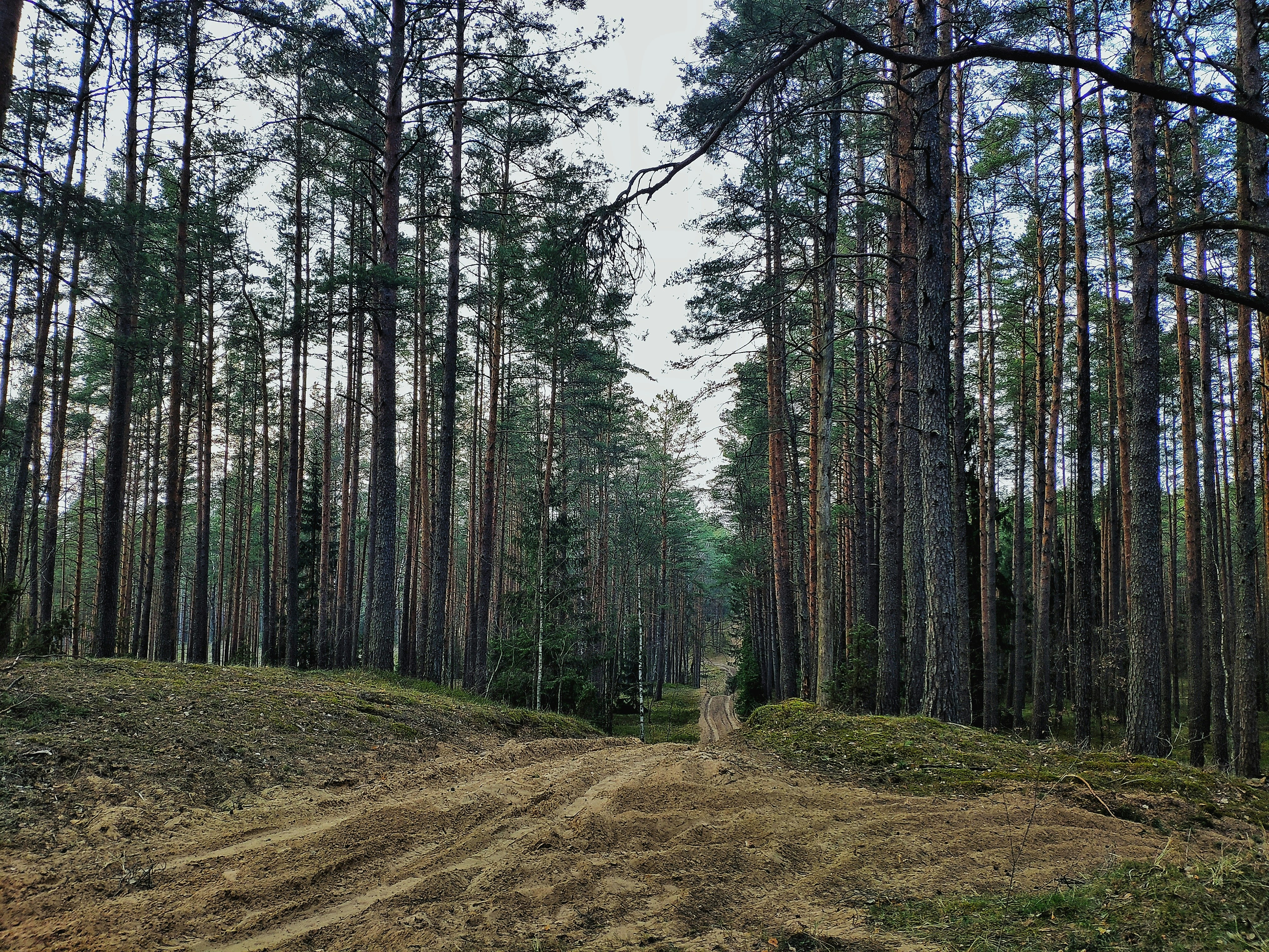 Muddy dirt path carves a corridor between towering pines, guiding the eye toward a distant, softly lit clearing.