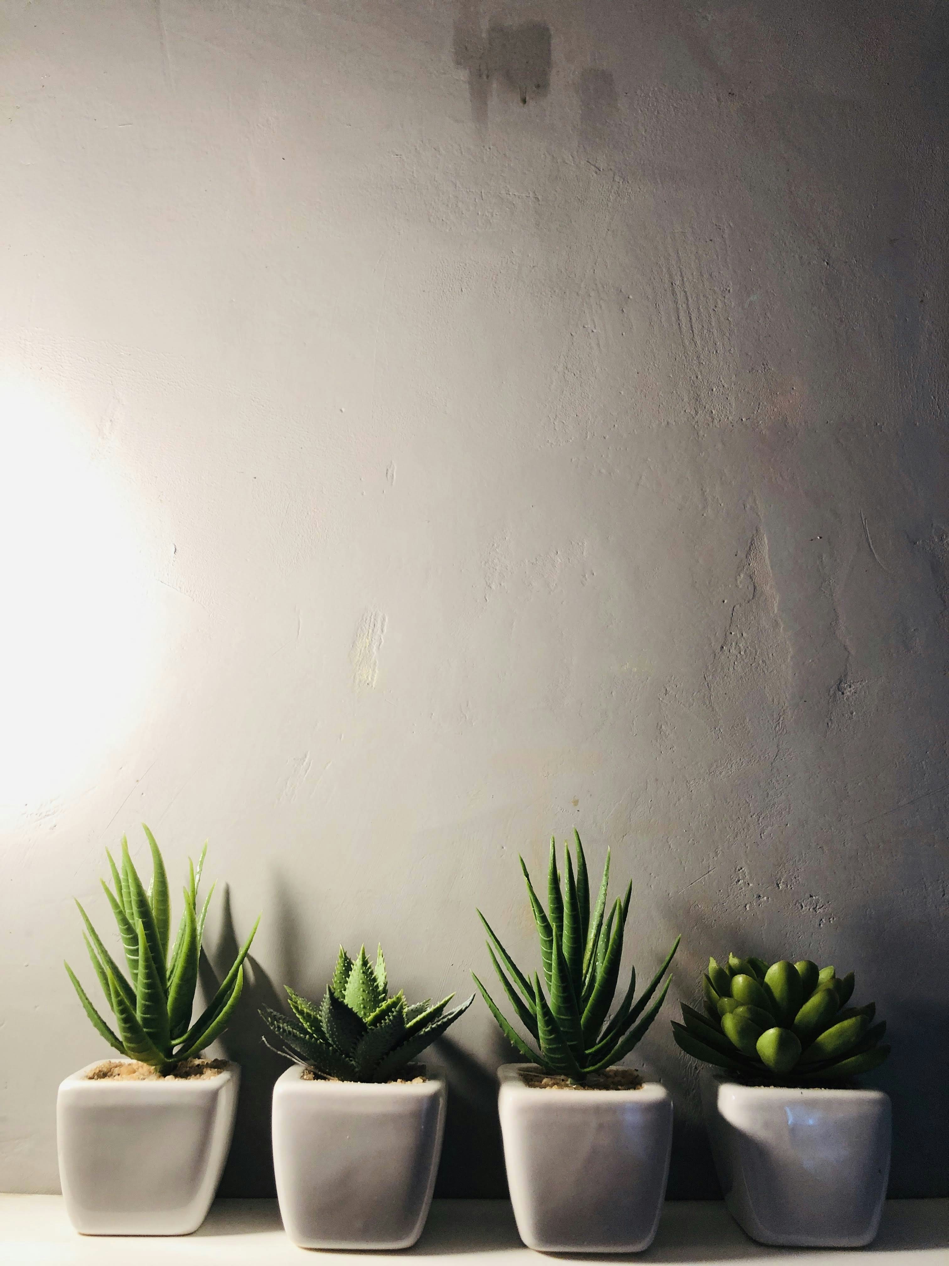 Four potted succulents arranged on a white surface against a textured gray wall, illuminated by soft light.