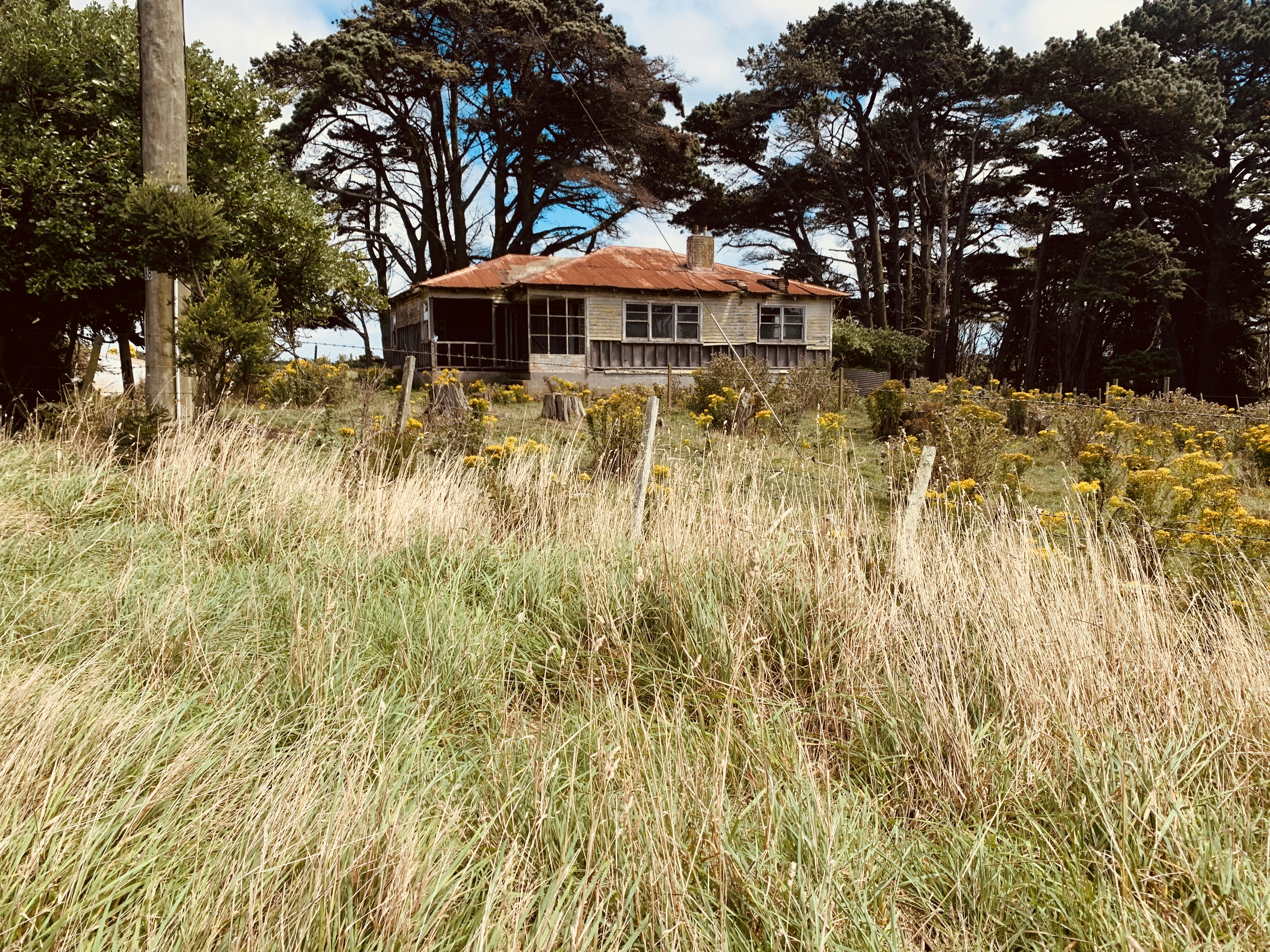 Rusted abandoned house surrounded by wild grass and towering trees on King Island, Tasmania.