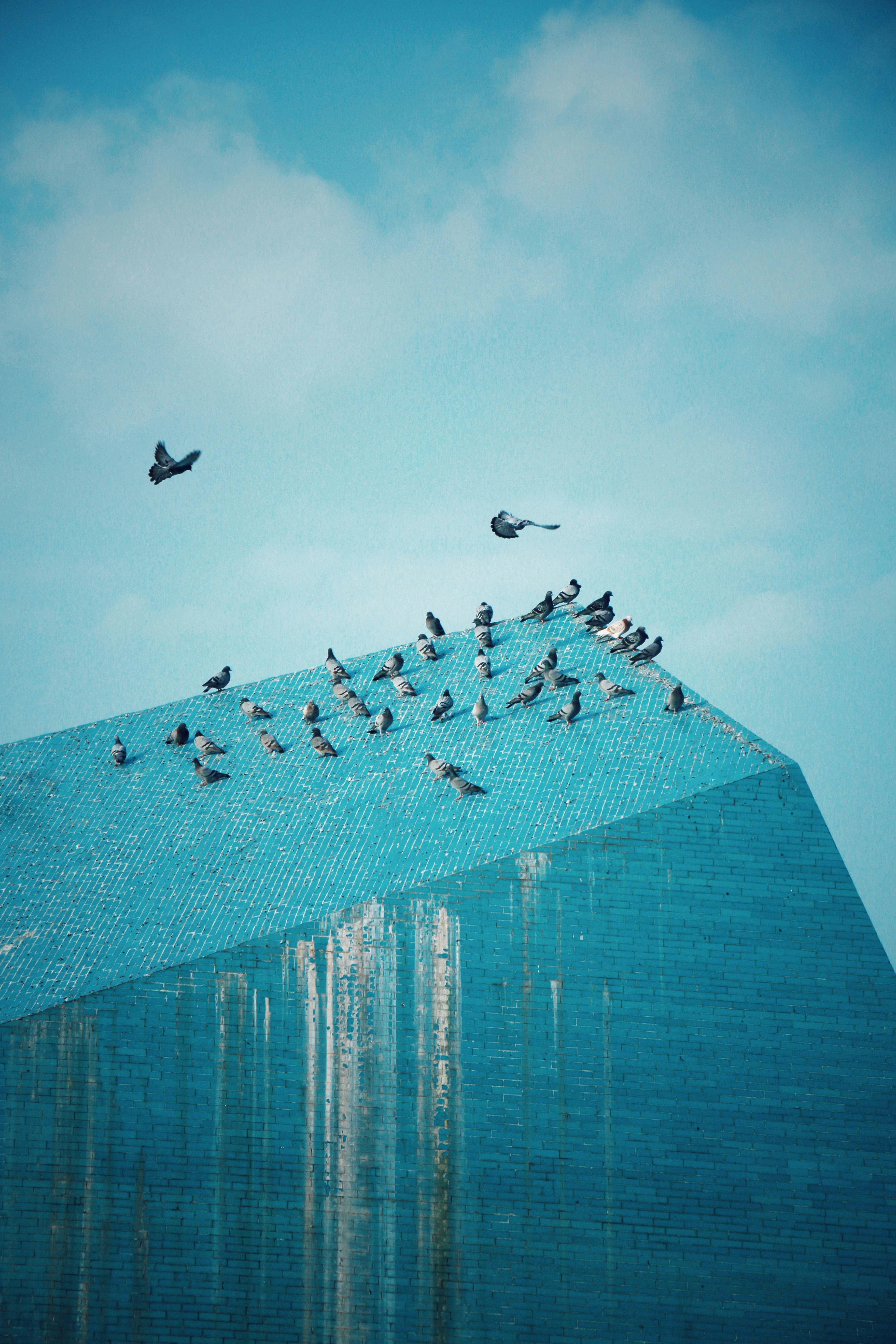 Flock of pigeons perched atop a vibrant blue structure under a cloudy sky.