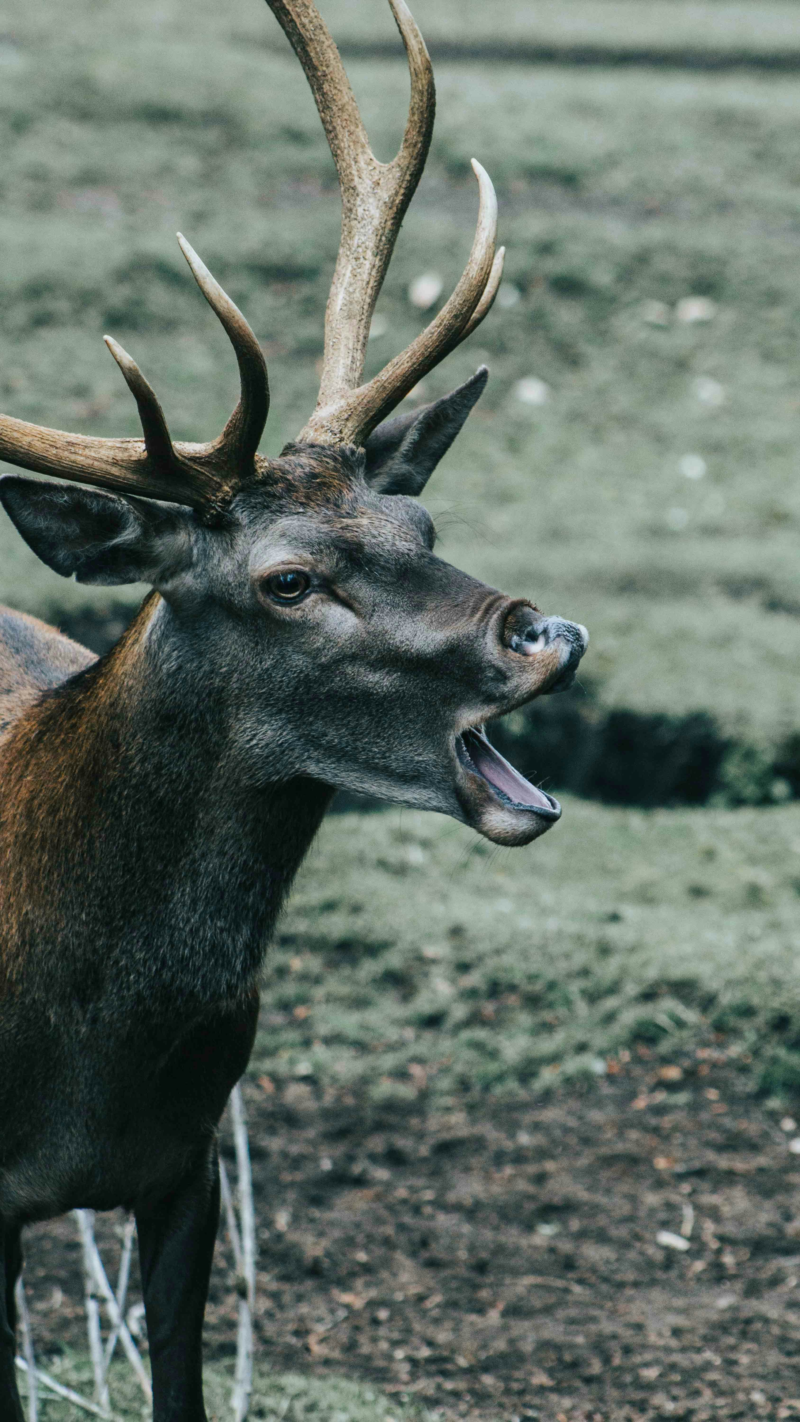 A roaring stag with impressive antlers stands in a lush green landscape, showcasing its powerful presence.