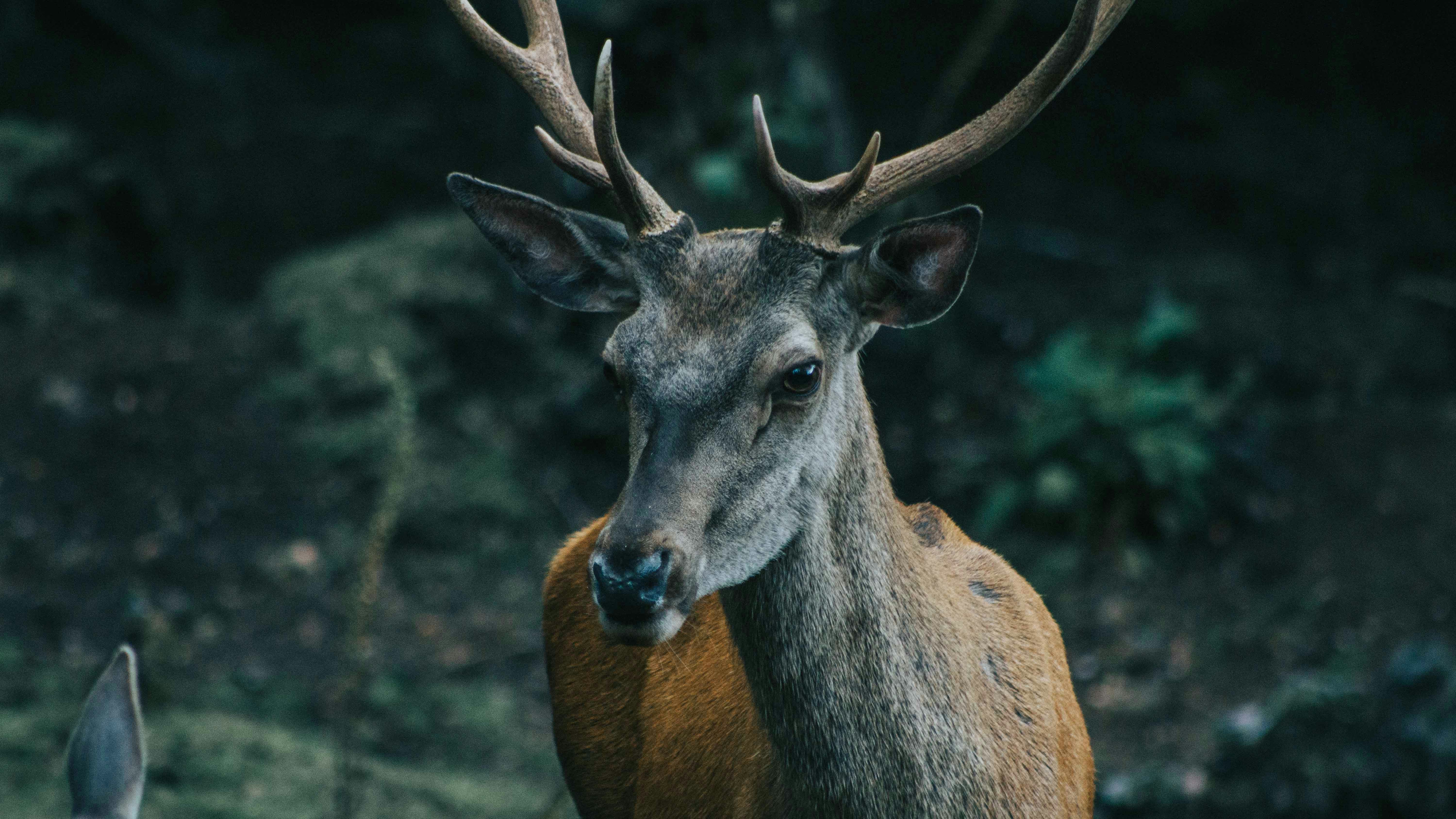 A close-up of a stag with impressive antlers, set against a blurred forest backdrop. The image showcases the animal's alert expression and rich fur tones.