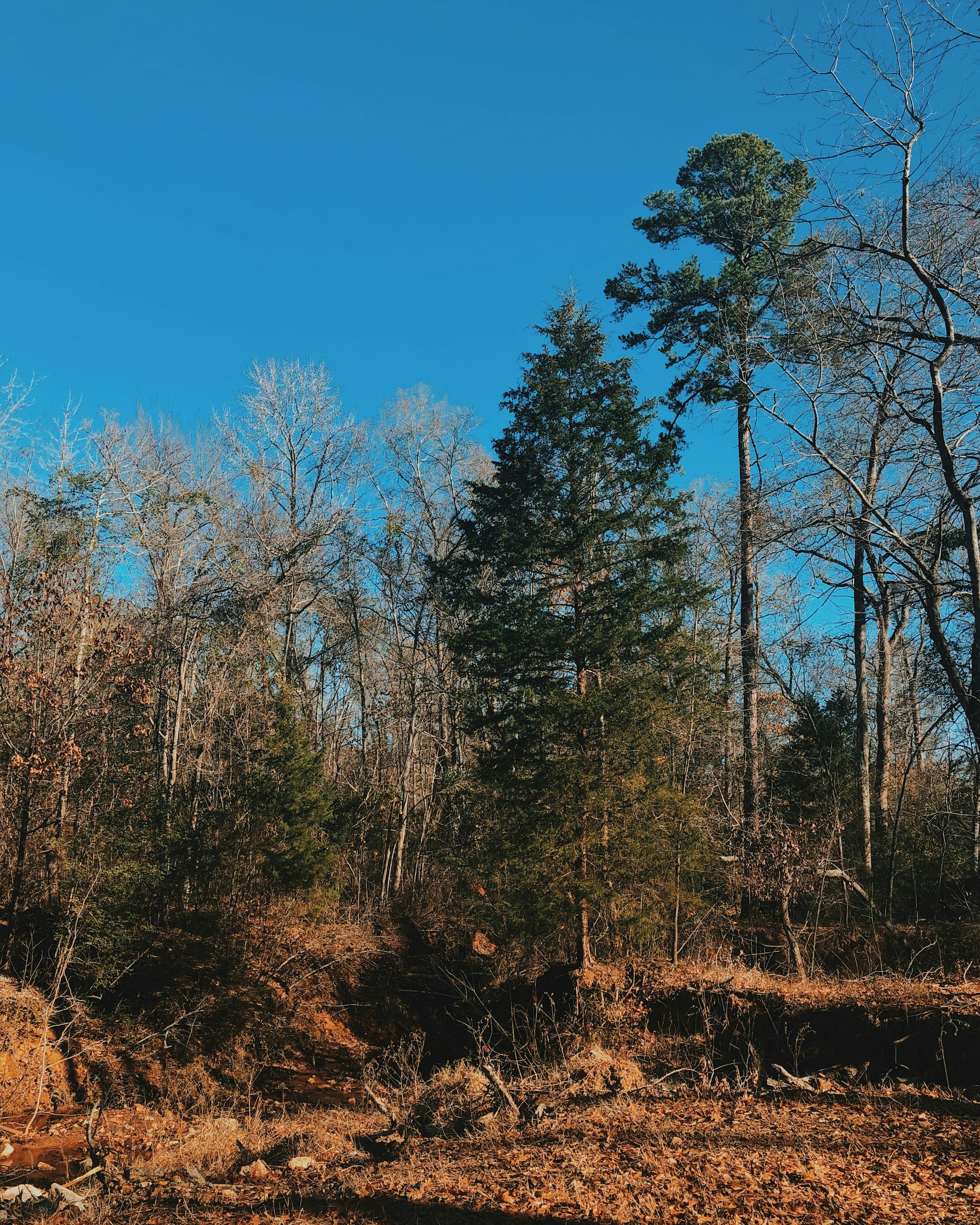 Oak Trees Pictures | Download Free Images on Unsplash