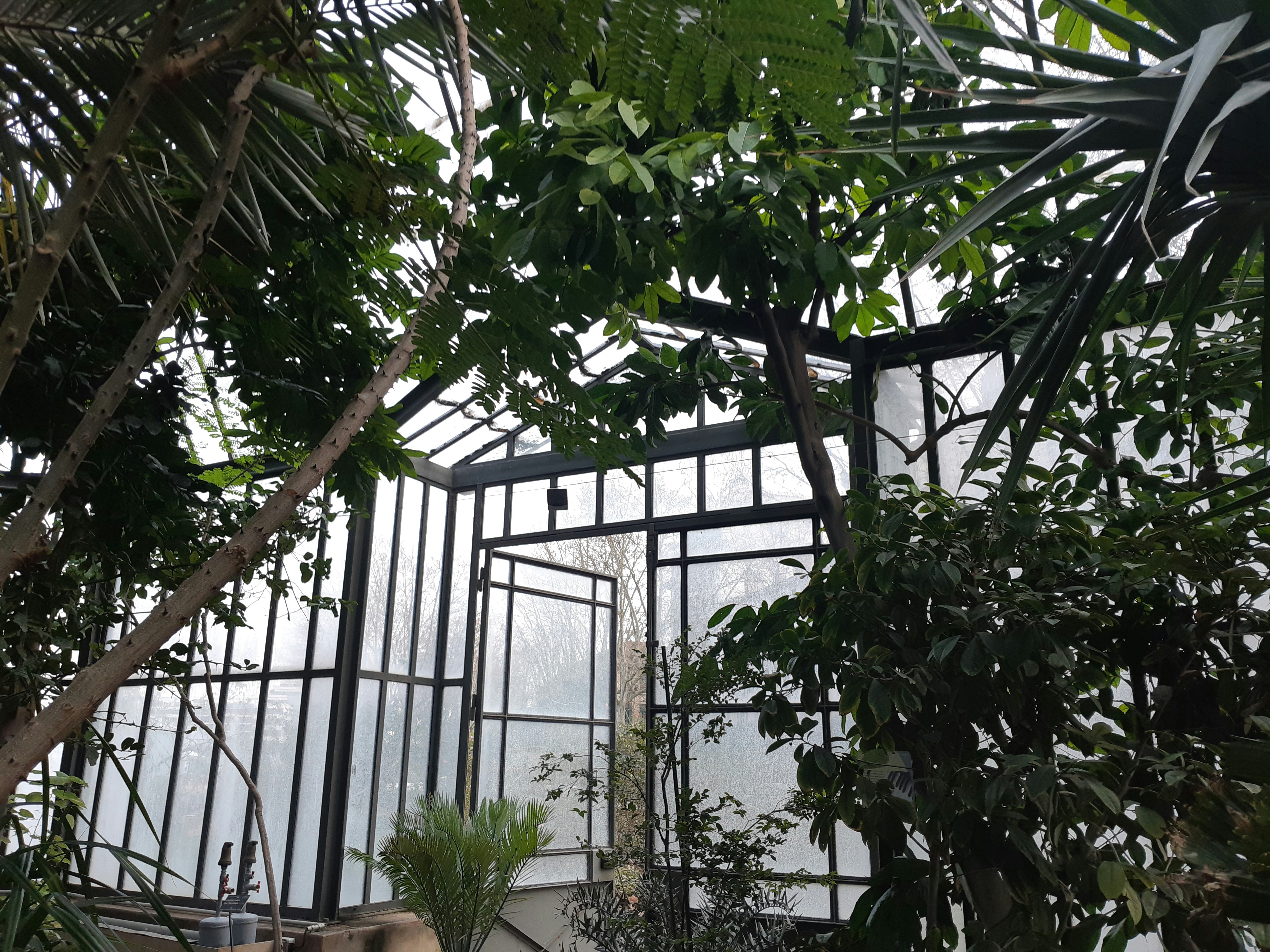 Lush greenery envelops a glass greenhouse, showcasing a blend of nature and architecture. The interplay of light and shadows creates a tranquil atmosphere.