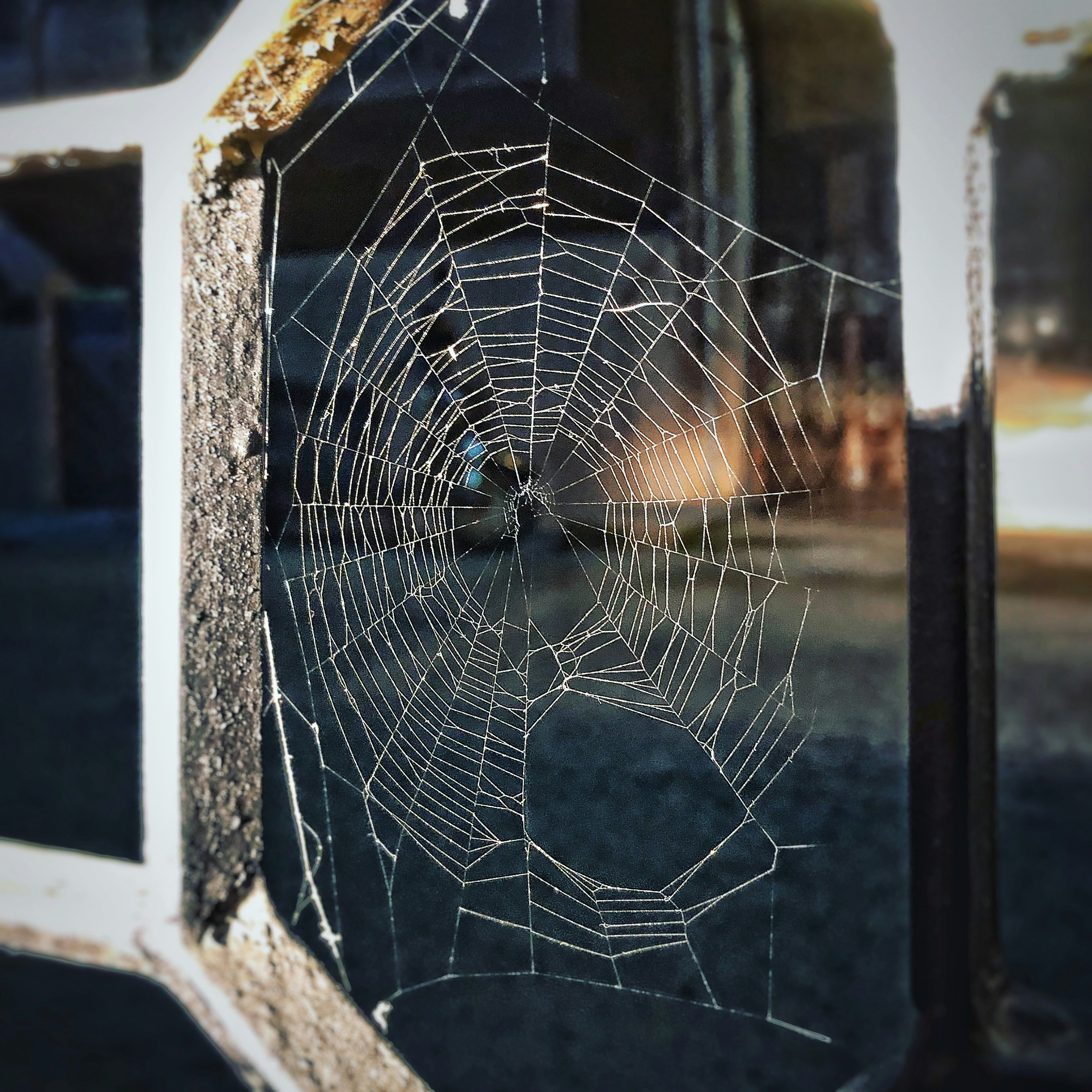 Concentric Threads Between Iron Rails: A Spider's Web in Focus