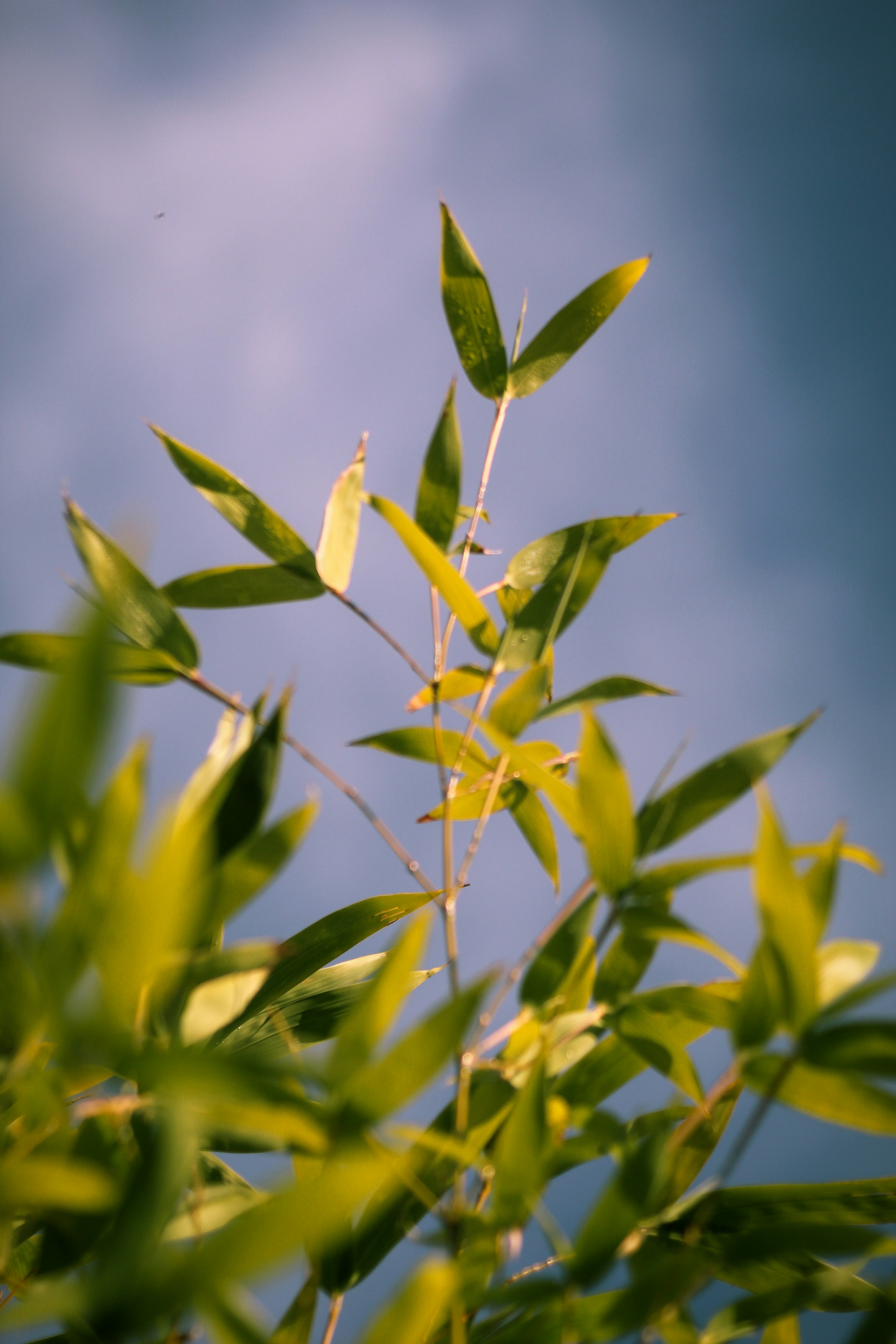 Green Shoots Pictures | Download Free Images on Unsplash