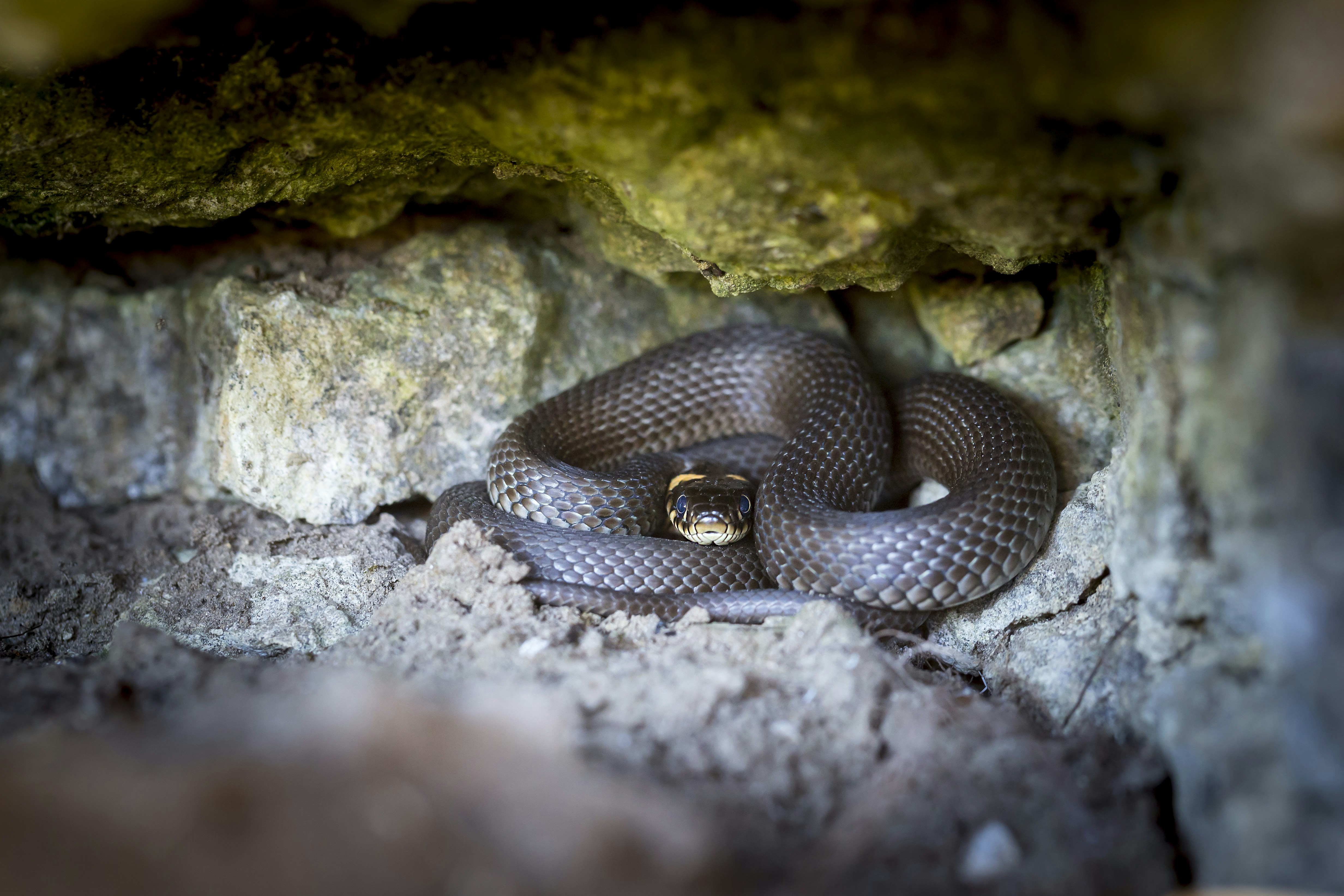 A snake is curled up in a cave photo – Free Estonia Image on Unsplash