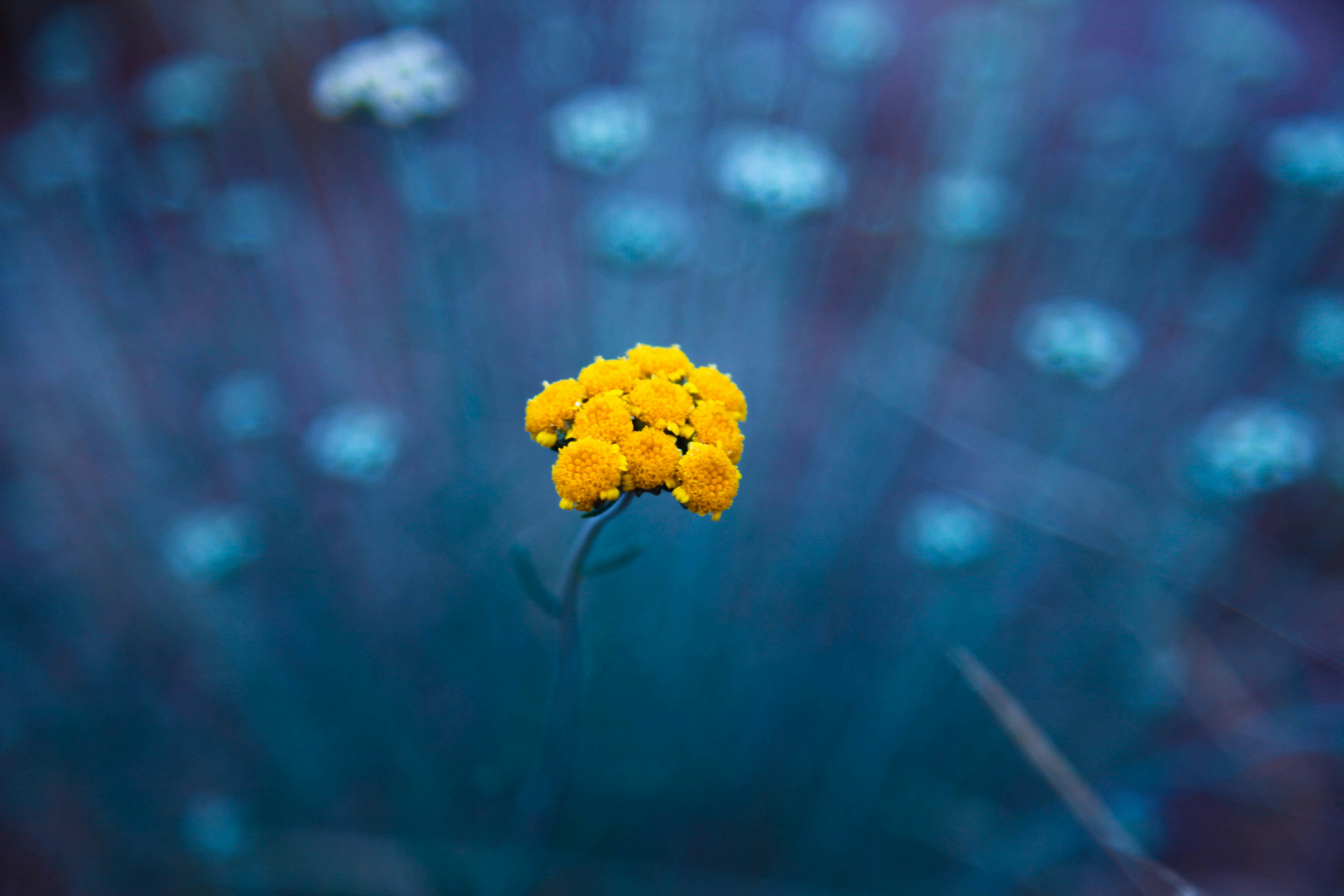 Solitary Golden Bloom Against a Dreamy Backdrop